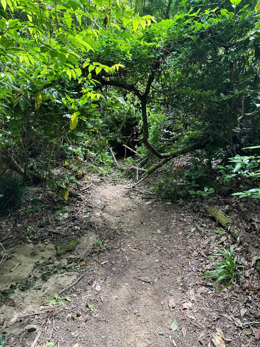 ponさんの投稿したフィールドメモ | YAMAP / ヤマップ