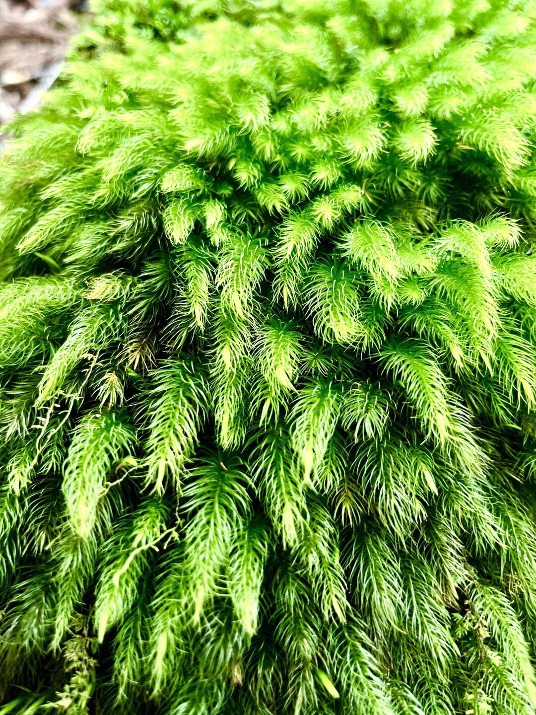 脊振山・唐人の舞からの吉野ヶ里 / おかしんさんの脊振山・金山の活動日記 | YAMAP / ヤマップ