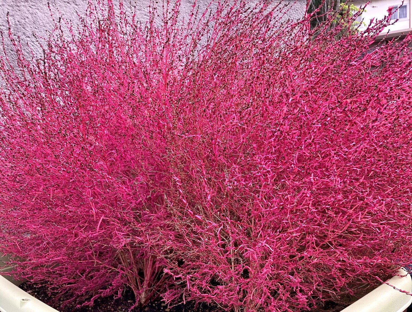 庭のコキア ほぼ雨だけで育ったコキア... / chieさんのモーメント | YAMAP / ヤマップ