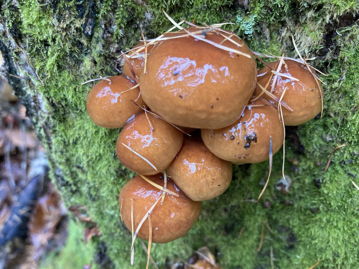 きのこ狩り🍄2024④ 福島遠征🚗 ... / taka.run-skiさんのモーメント | YAMAP / ヤマップ