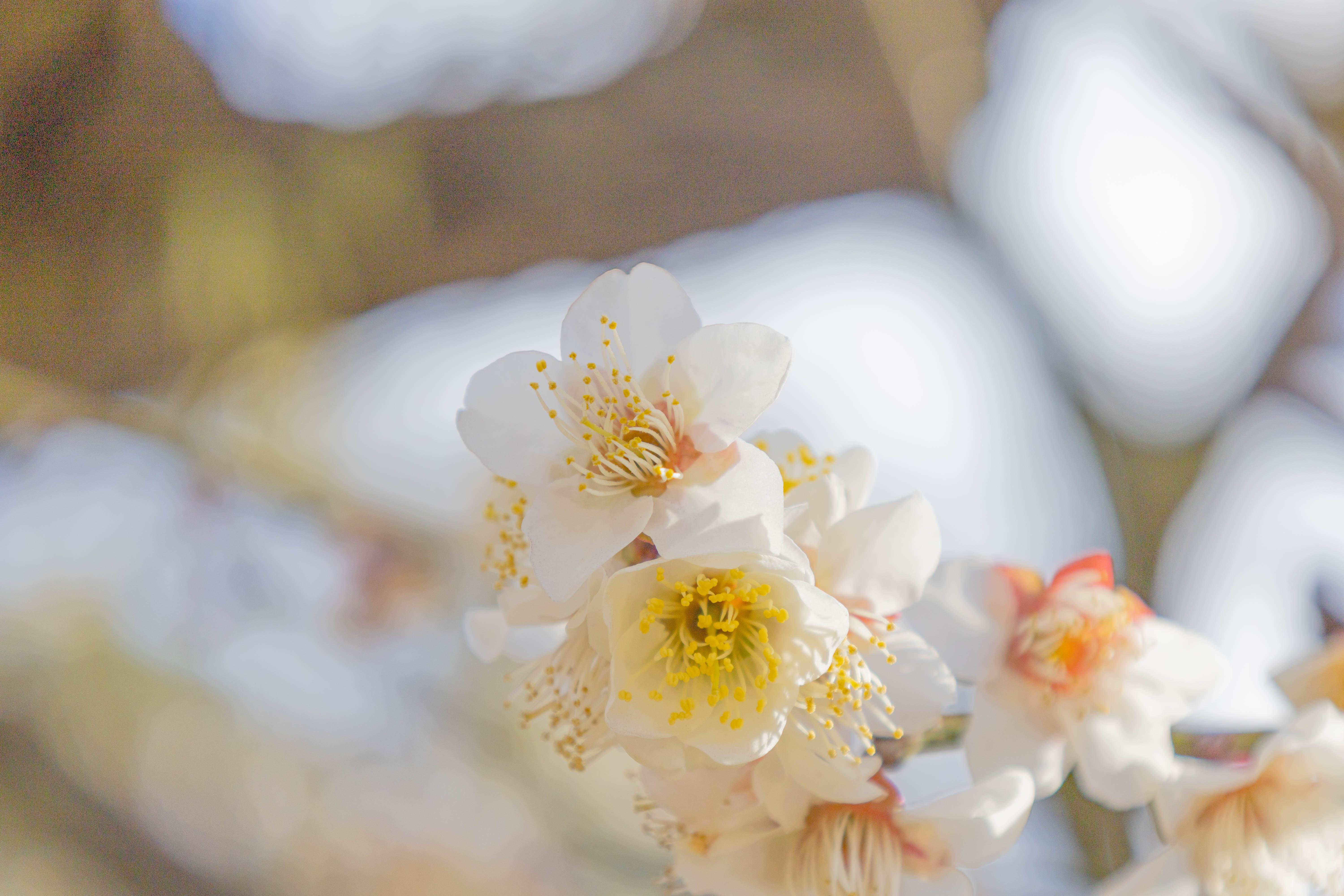 春ですねーー / kinjunさんのモーメント | YAMAP / ヤマップ