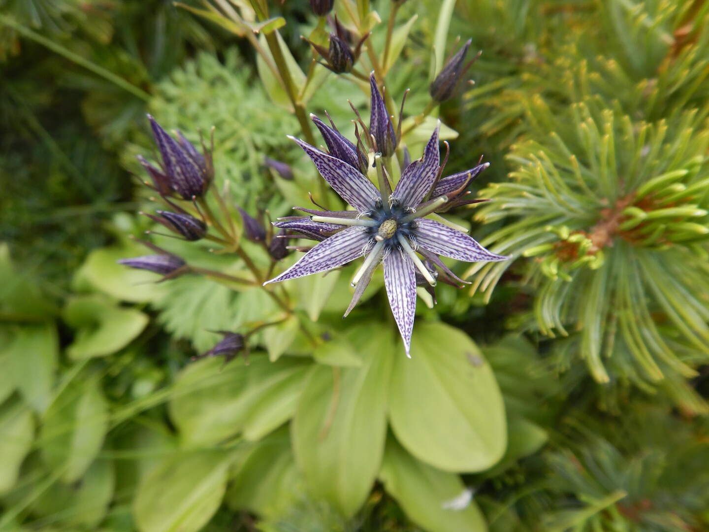 白馬岳・雪倉岳 / S.nekoさんの雪倉岳・朝日岳・風吹岳の活動データ | YAMAP / ヤマップ