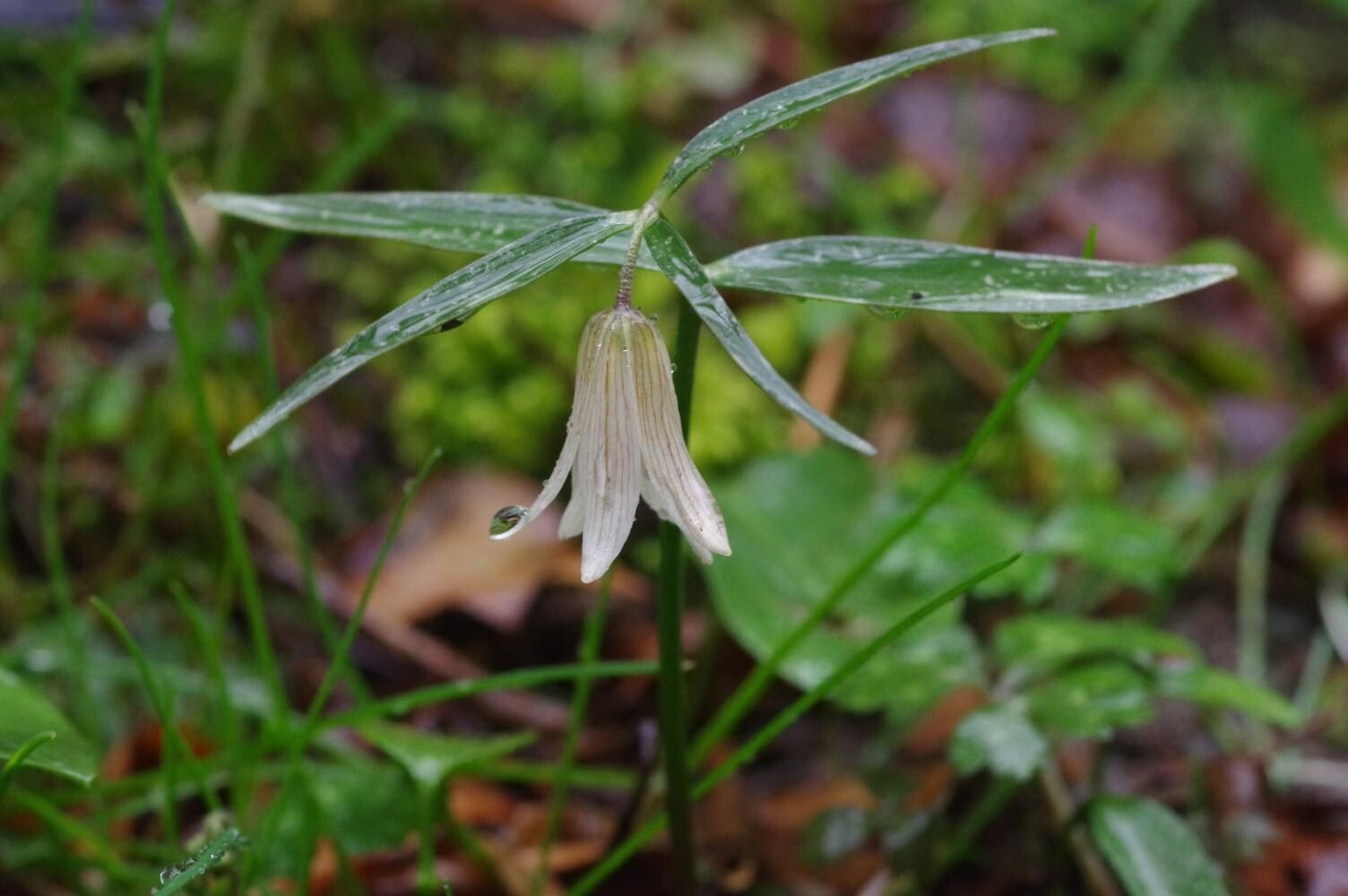 雨の井原山水無登山口をお散歩 / yossyさんの雷山・井原山の活動データ | YAMAP / ヤマップ