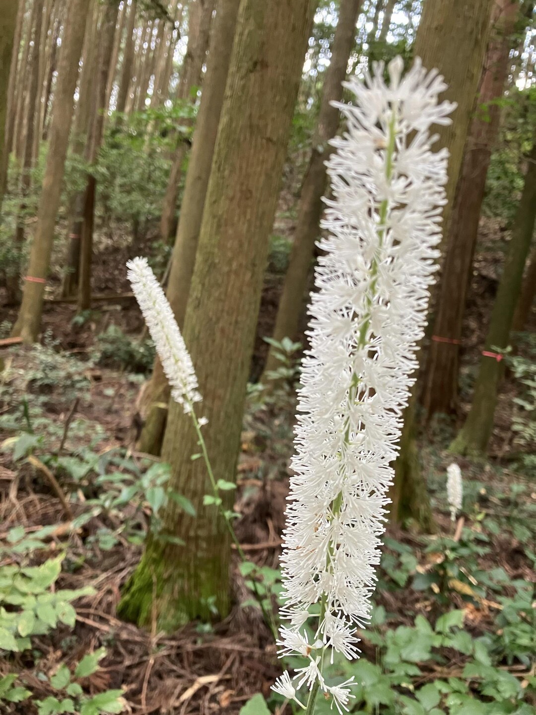 最近、天気とお休みが 合わなくて お山へ... / motomickyさんのモーメント | YAMAP / ヤマップ