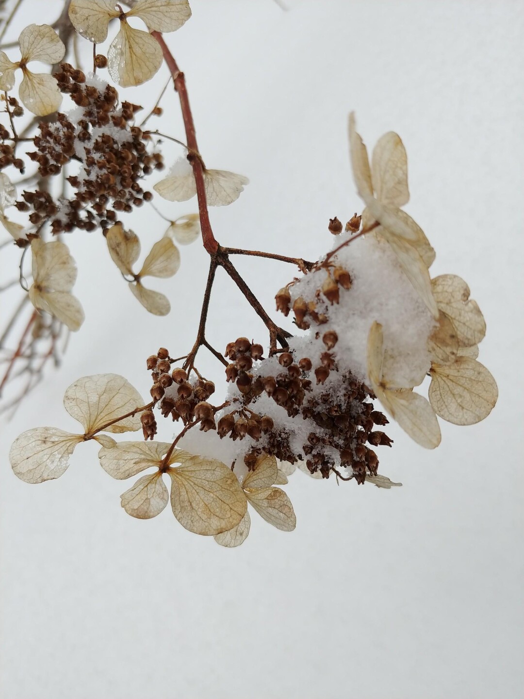 大日ヶ岳 / meg♡さんの大日ヶ岳・毘沙門岳の活動データ | YAMAP / ヤマップ