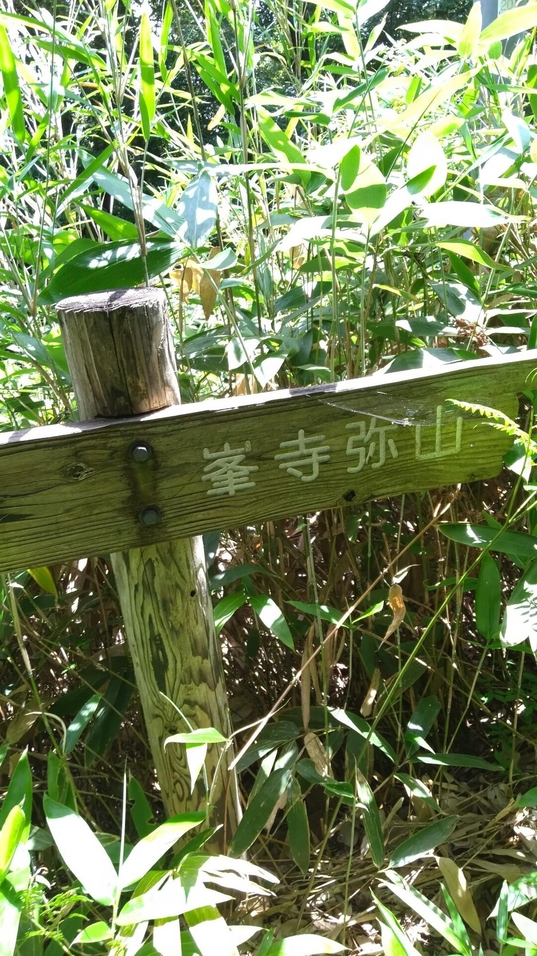 雨の前に峯寺弥山のササユリが見たくて / AHホッシーさんの峯寺弥山の活動データ | YAMAP / ヤマップ