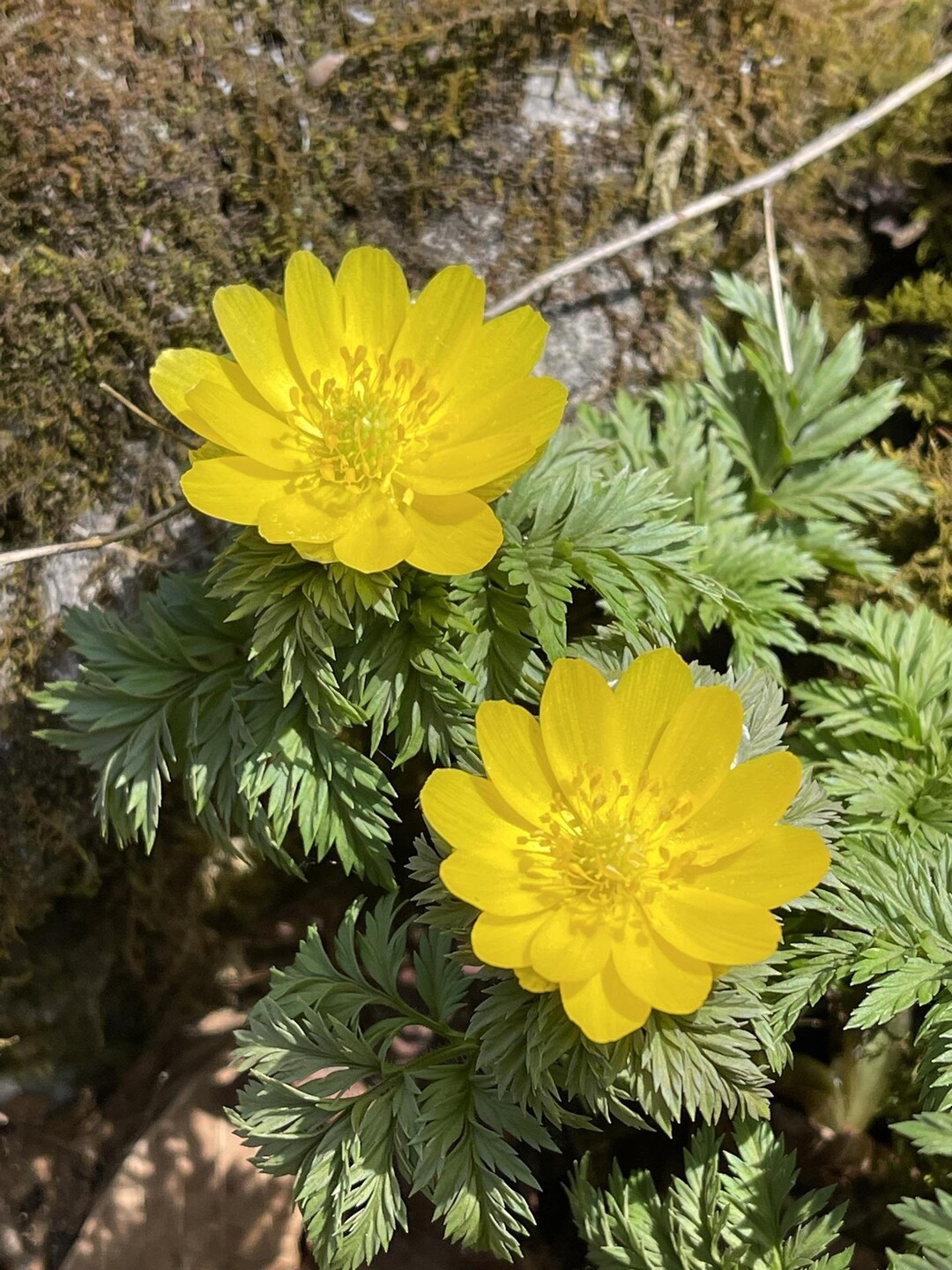 御池岳🐿️・鈴北岳・鈴ヶ岳🌼 / mizu*kaさんの藤原岳・御池岳の活動データ | YAMAP / ヤマップ