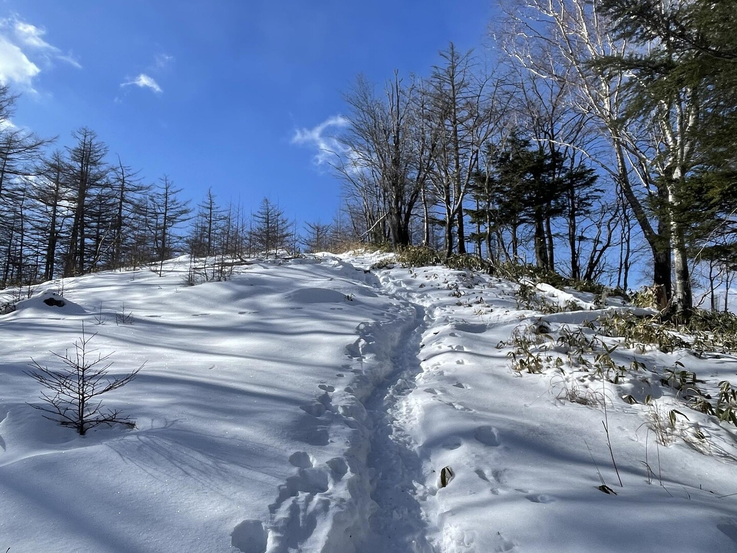 立ちはだかった新雪 ️ / 森のくまさんさんの甲武信ヶ岳の活動日記 | YAMAP / ヤマップ