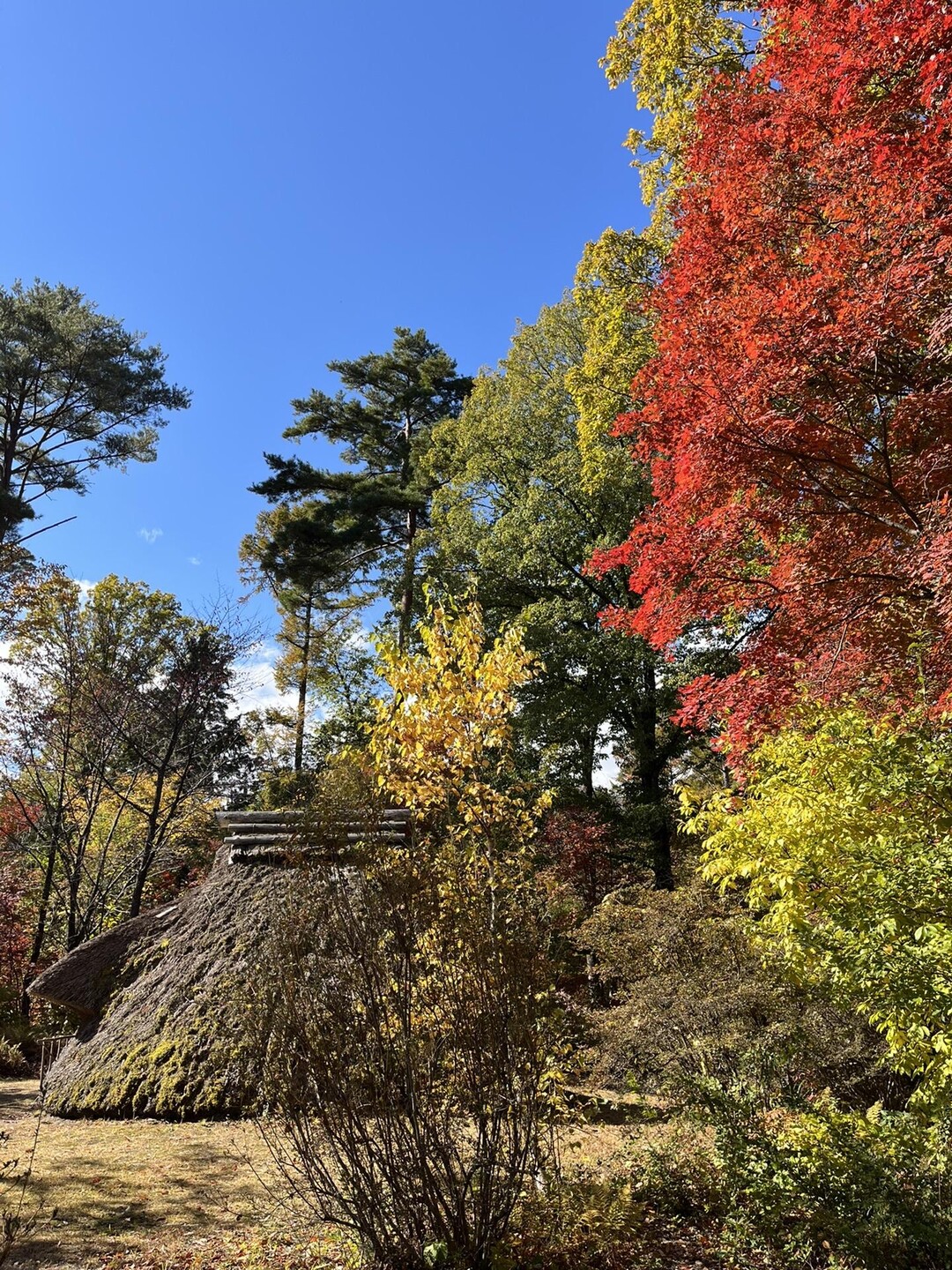 代休の月曜、母と南信へ行ってきました。素... / cocoさんのモーメント | YAMAP / ヤマップ