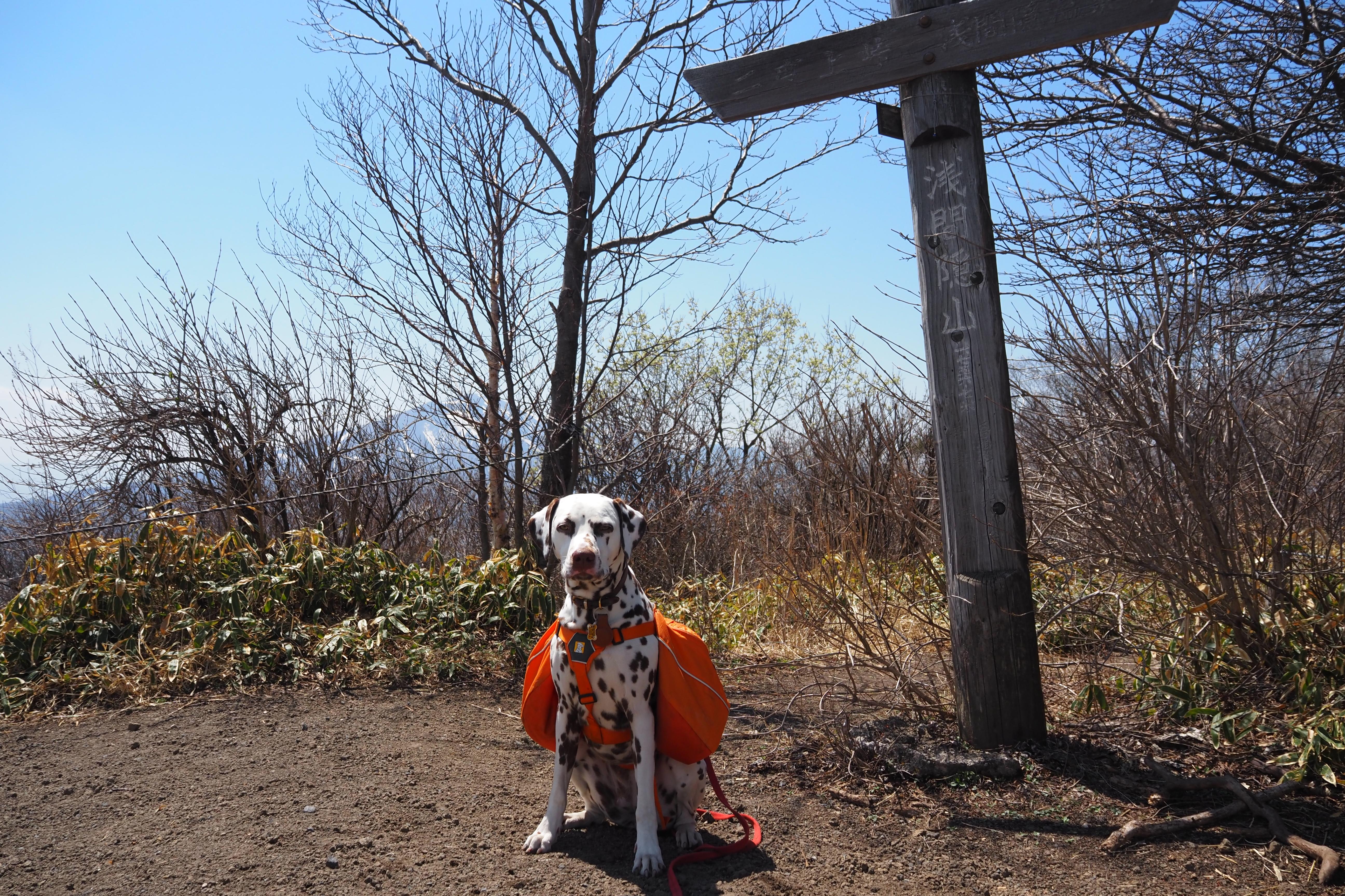 浅間隠山 / syuka_dogさんの鼻曲山・氷妻山・留夫山の活動データ | YAMAP / ヤマップ
