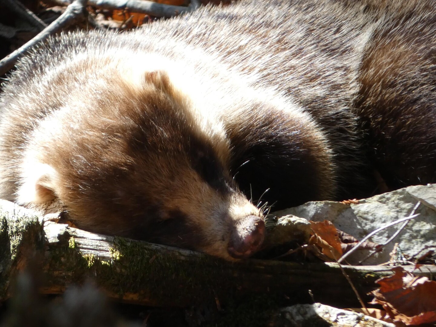 大台ヶ原山（日出ヶ岳） / PAGUさんの大台ヶ原山・日出ヶ岳・大杉谷の活動データ | YAMAP / ヤマップ