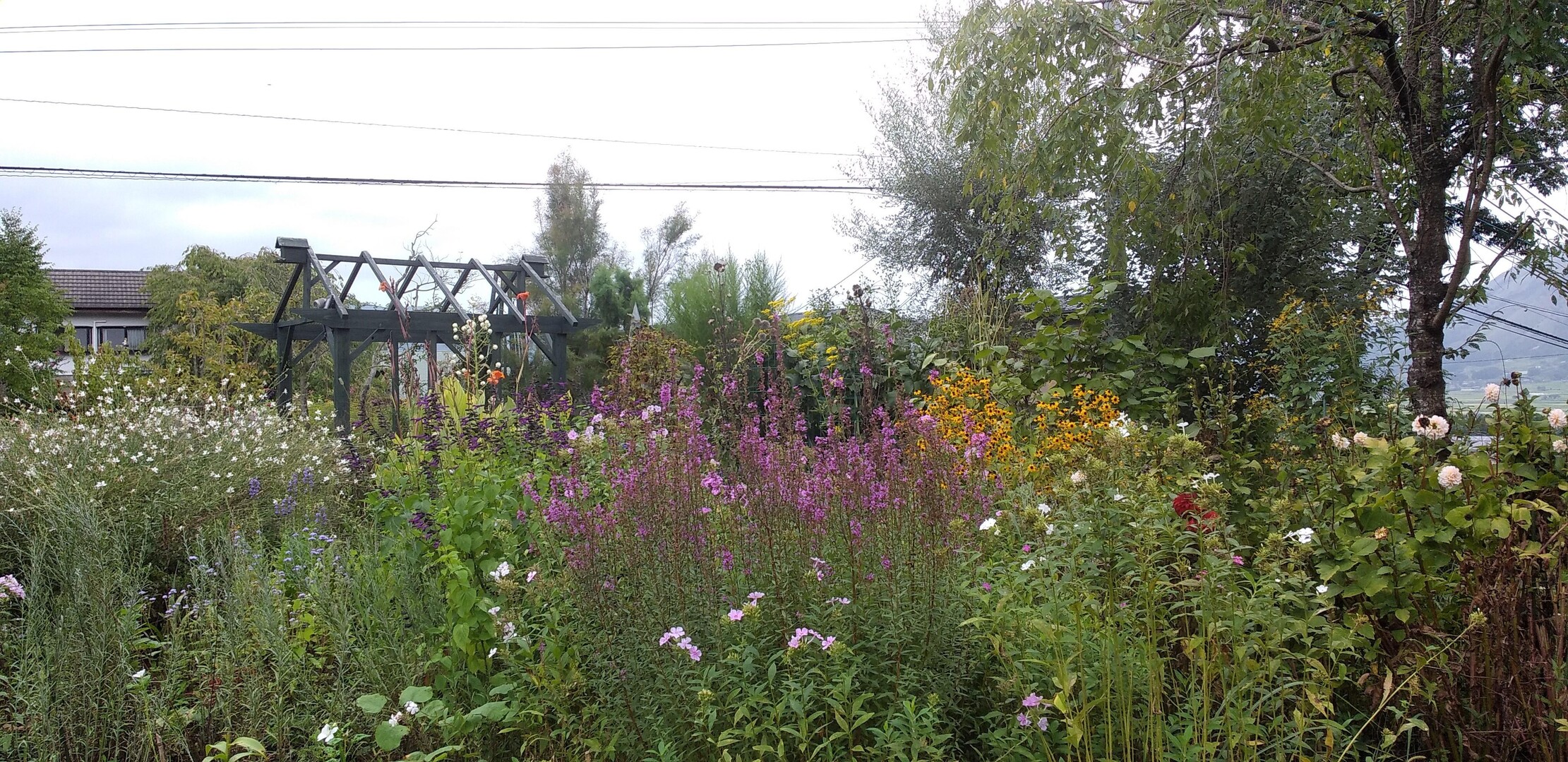 娘と花散策 / akkoさんの観光の活動データ | YAMAP / ヤマップ