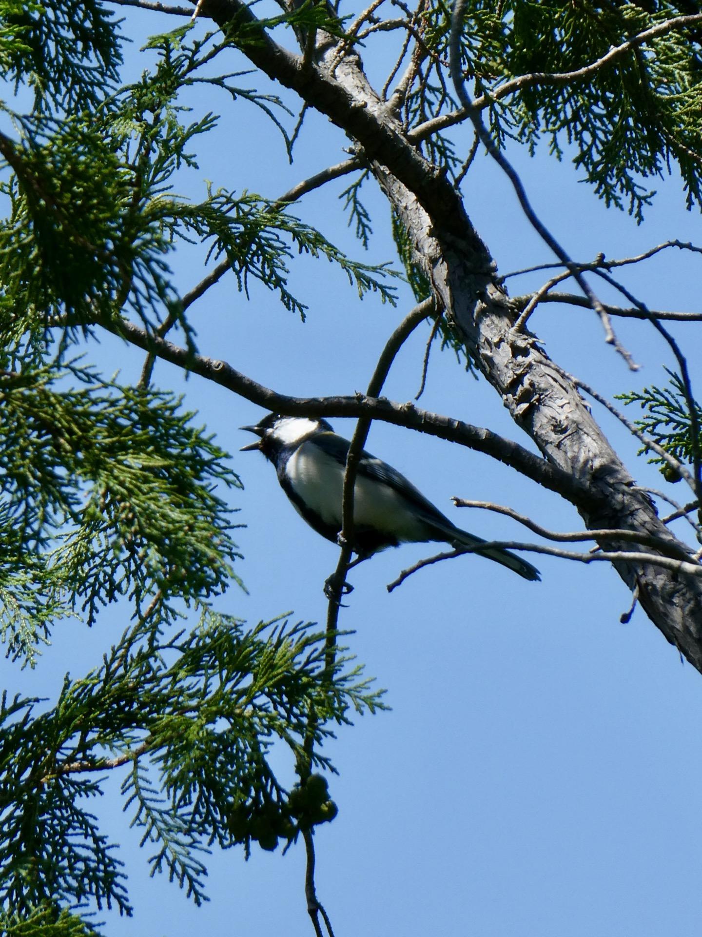 雨山 / mt.take4さんの雨山の活動データ | YAMAP / ヤマップ