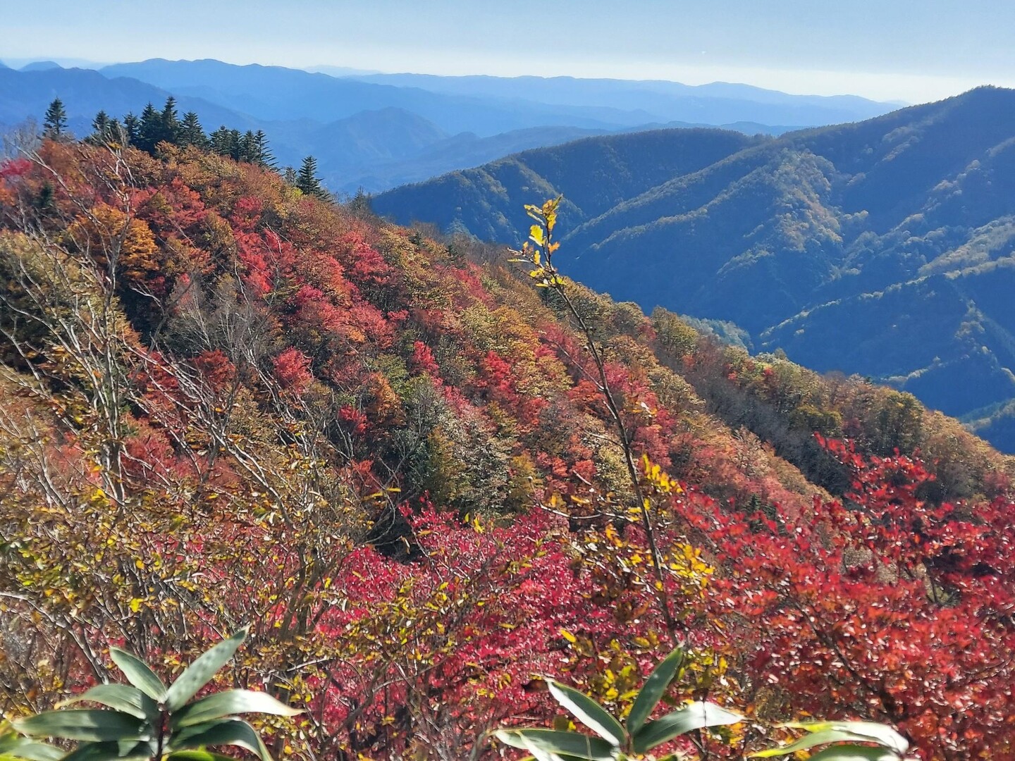 紅葉の大川入山 / Ikuさんの大川入山・横岳の活動データ | YAMAP / ヤマップ