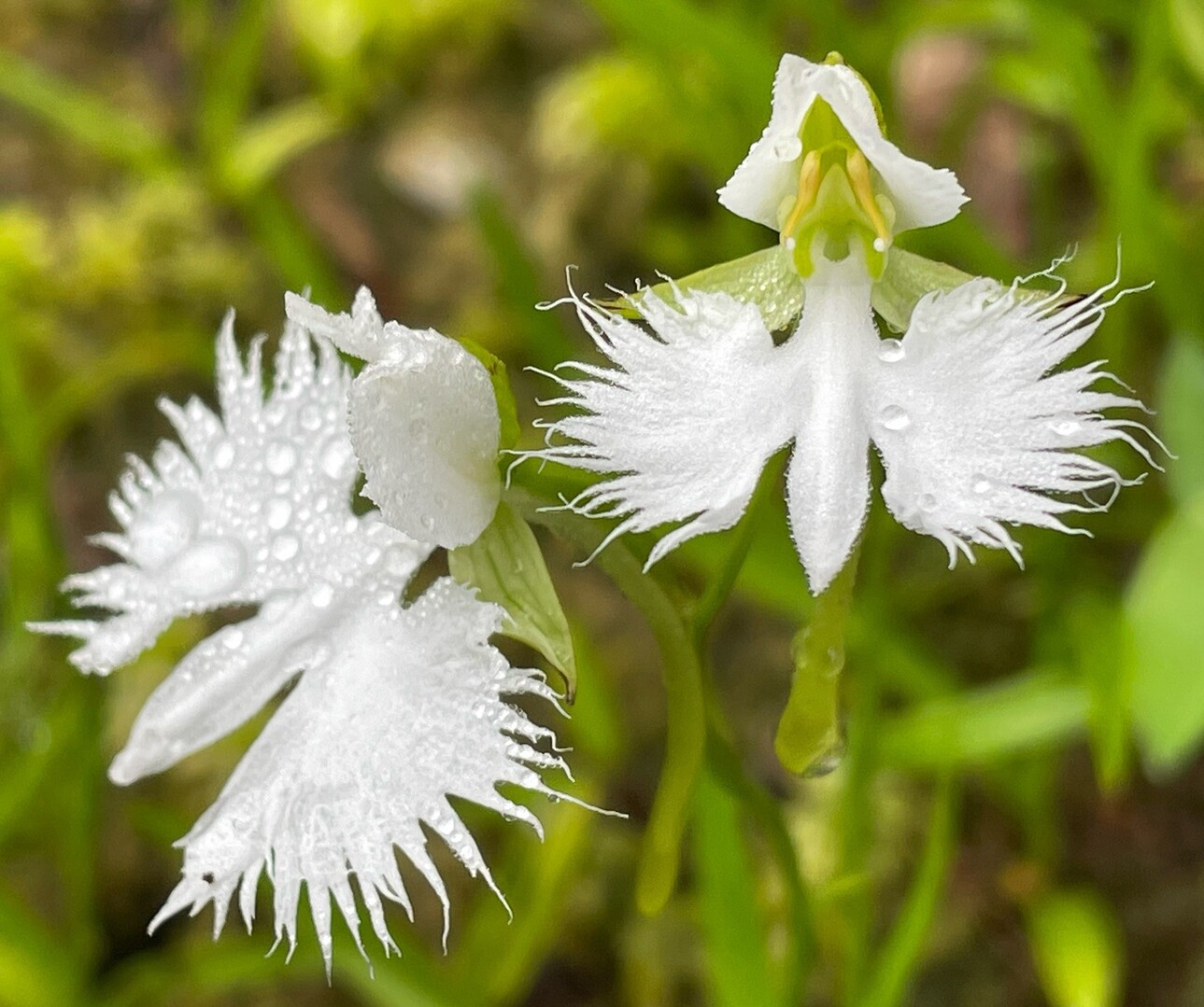 花便りvol.31 本日は山の日。いつも... / kaizaさんのモーメント | YAMAP / ヤマップ