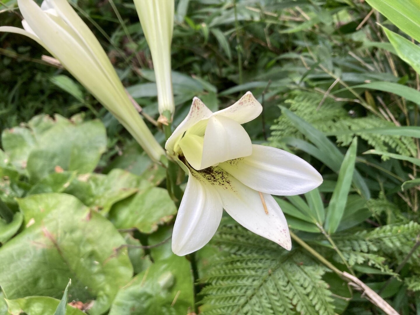 姥百合 / yuuさんの豊岡市 西部の活動データ | YAMAP / ヤマップ