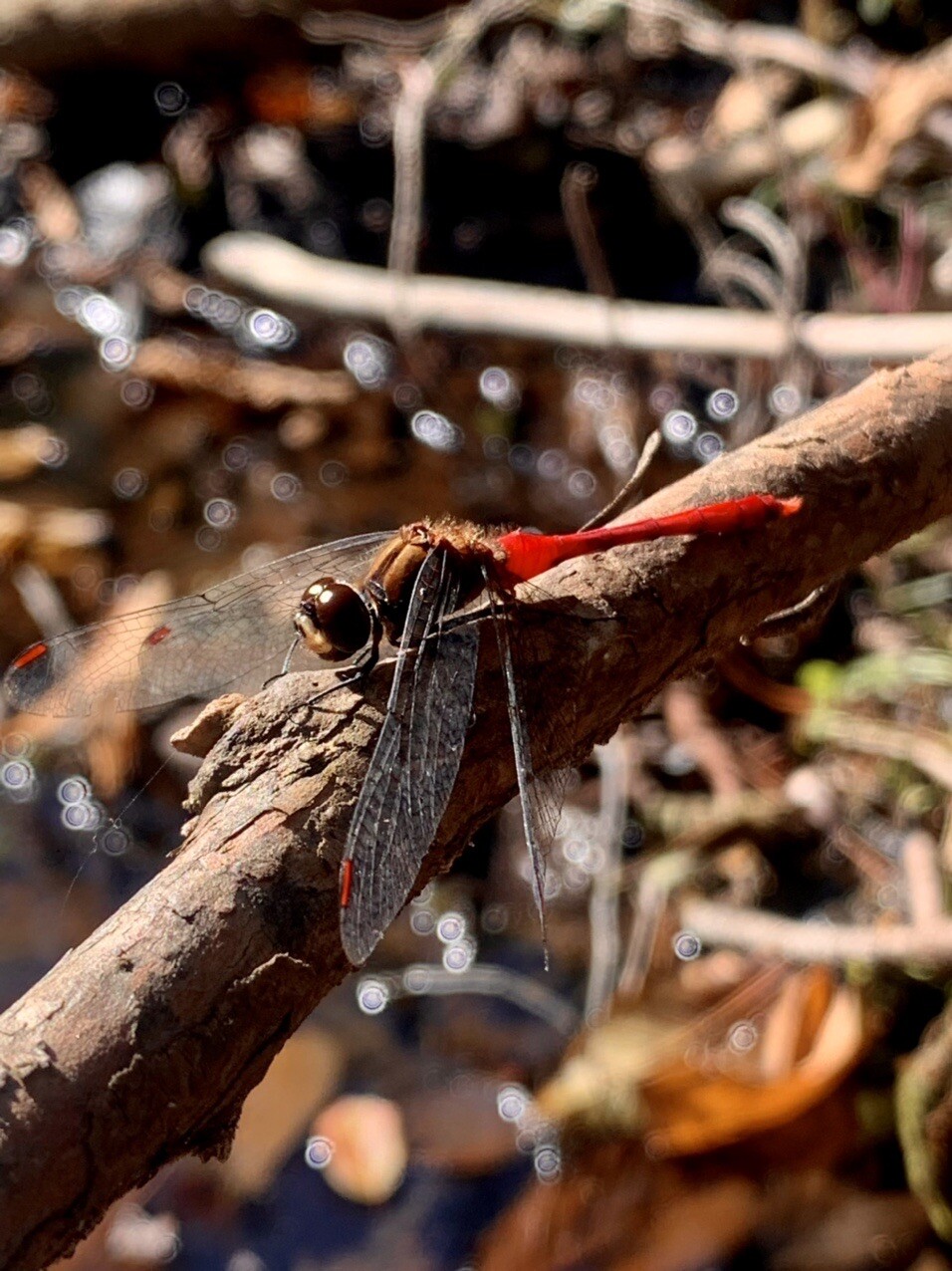 京都府南丹市園部町の『るり渓』で見つけた... / KOBONさんのモーメント | YAMAP / ヤマップ
