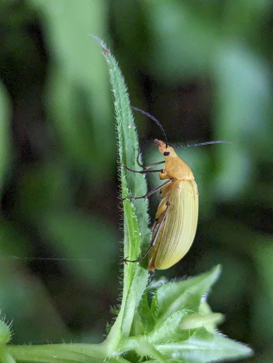 高崎山 / H.Lily(花ちゃん)さんの高崎山の活動データ | YAMAP / ヤマップ