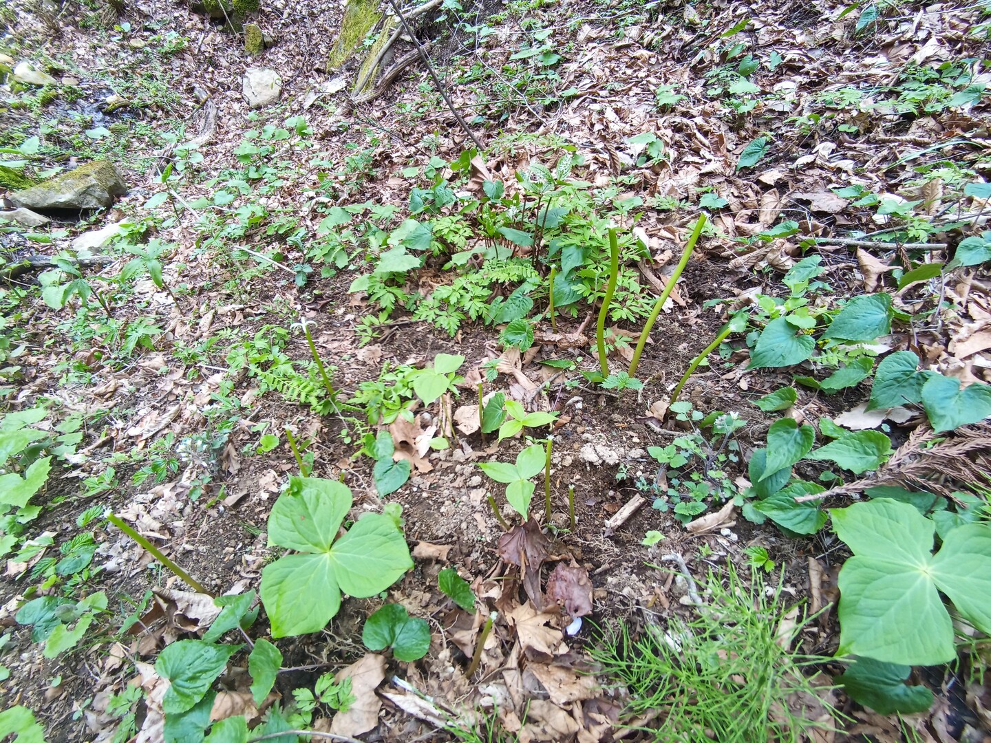 TERITAMAさんの投稿したフィールドメモ | YAMAP / ヤマップ