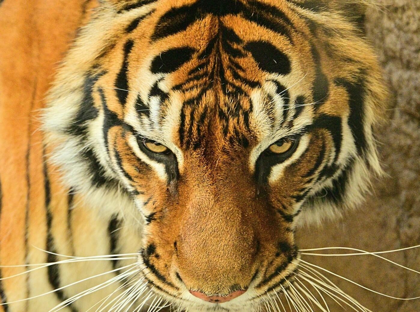 🐯閉園前のZooかみね🦁 / ニコさんのウォーキングの活動データ | YAMAP / ヤマップ