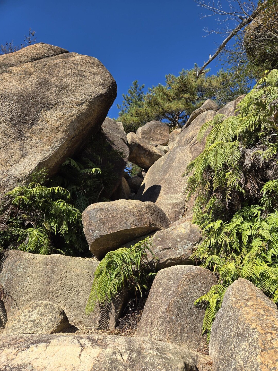 芦屋川駅から岡本駅へ(荒地山) / yayoさんの六甲山・長峰山・摩耶山の活動データ | YAMAP / ヤマップ