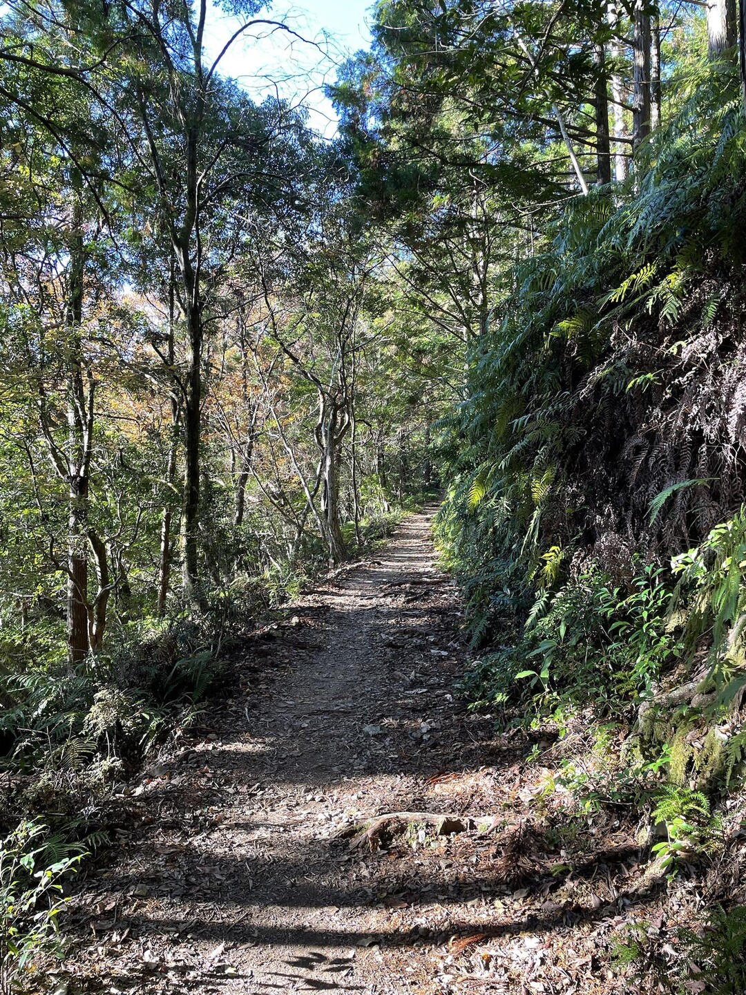 熊野古道 小雲取越(小口→本宮大社前)🧑🏻‍🦯 / Mocoさんの熊野古道 中辺路②（新宮駅〜熊野本宮大社）の活動データ | YAMAP / ヤマップ