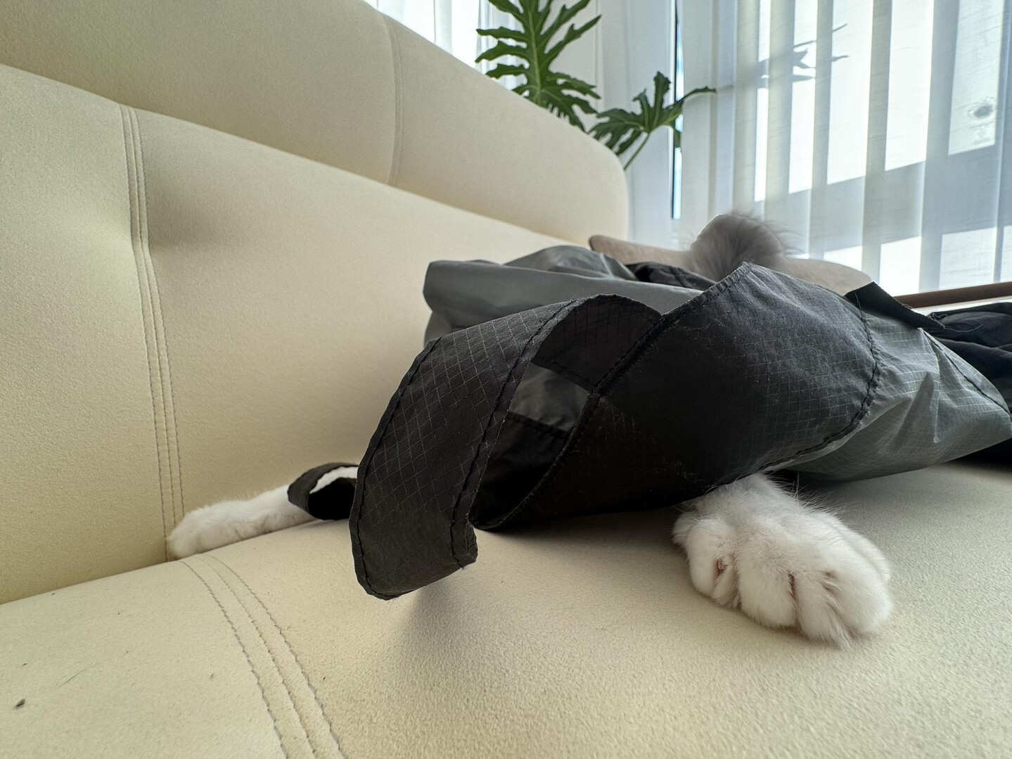 5.10.14かりんニュース🐱 体重3... / Shin5さんのモーメント | YAMAP / ヤマップ