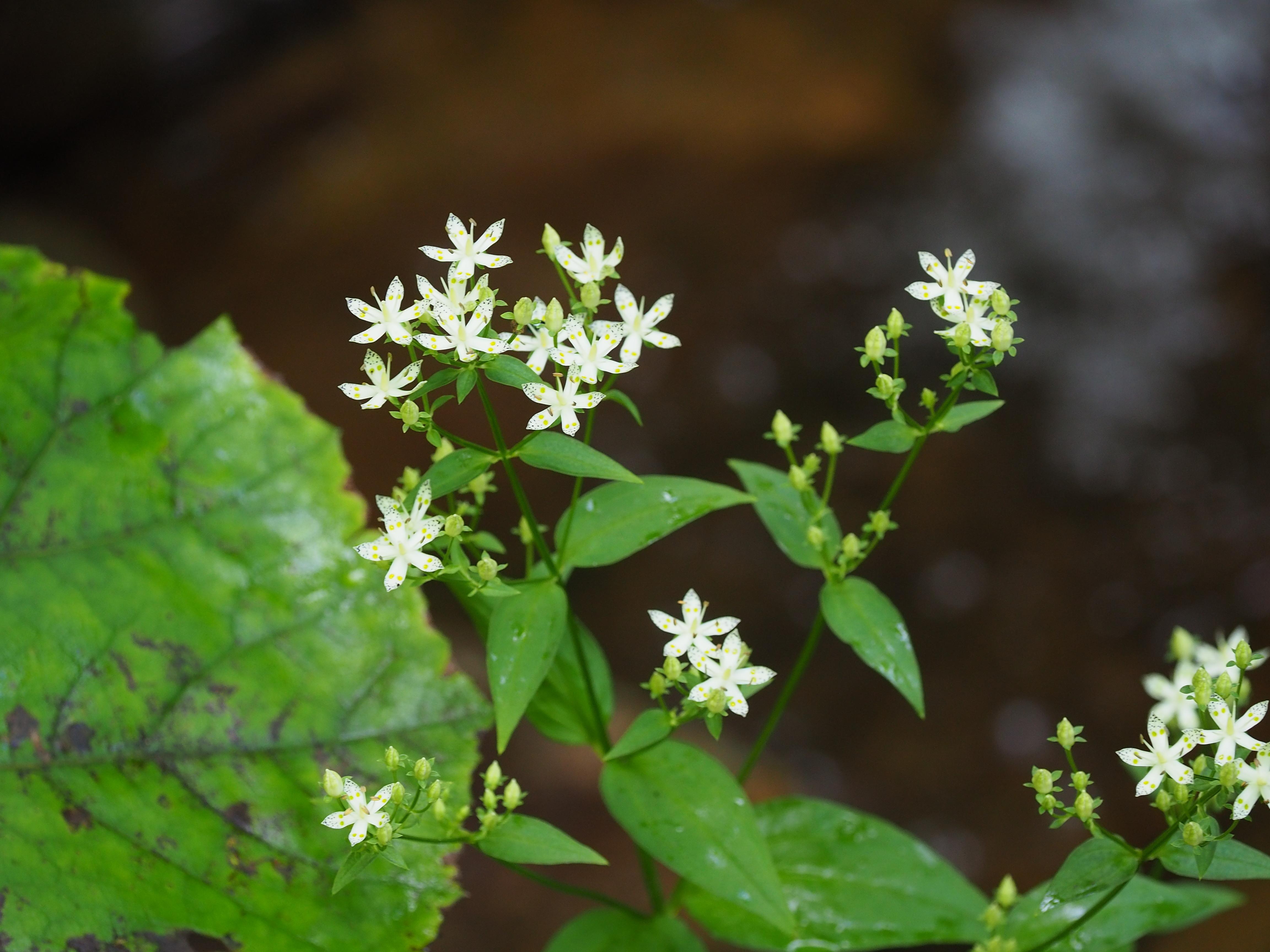 猪臥山 アケボノソウ / ICHI JUNさんの猪臥山の活動データ | YAMAP / ヤマップ