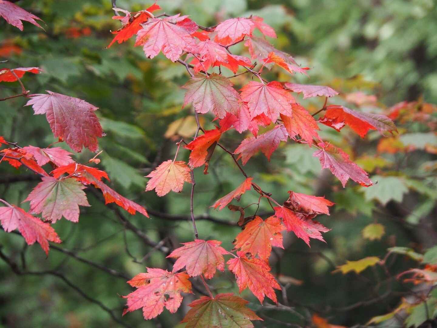 YY登山部 初秋を愛でる甲武信ヶ岳海ノ口温泉 / YYさんの甲武信ヶ岳の活動データ | YAMAP / ヤマップ
