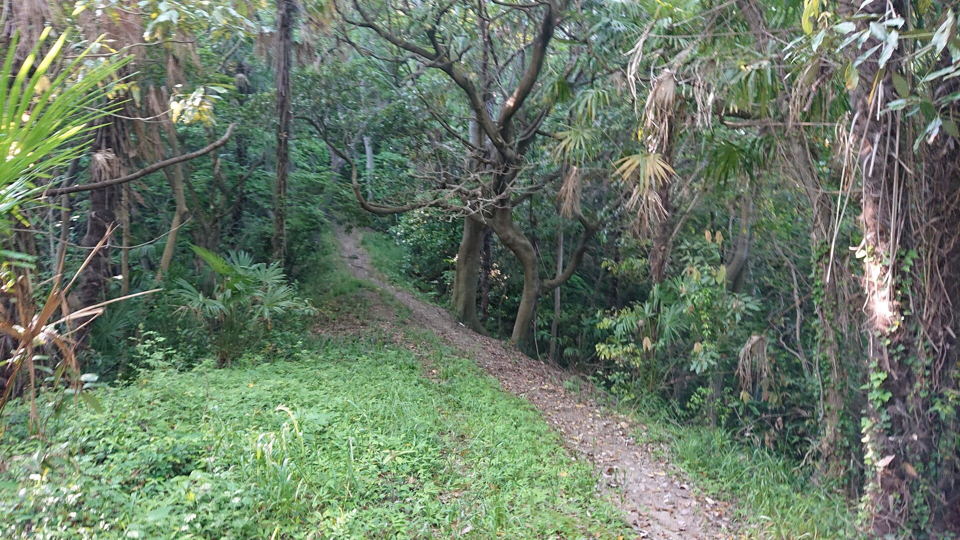 タイヤ交換 からの～黄金山 / (活動休止中) 蒼い てるりんさんの広島市の活動データ | YAMAP / ヤマップ