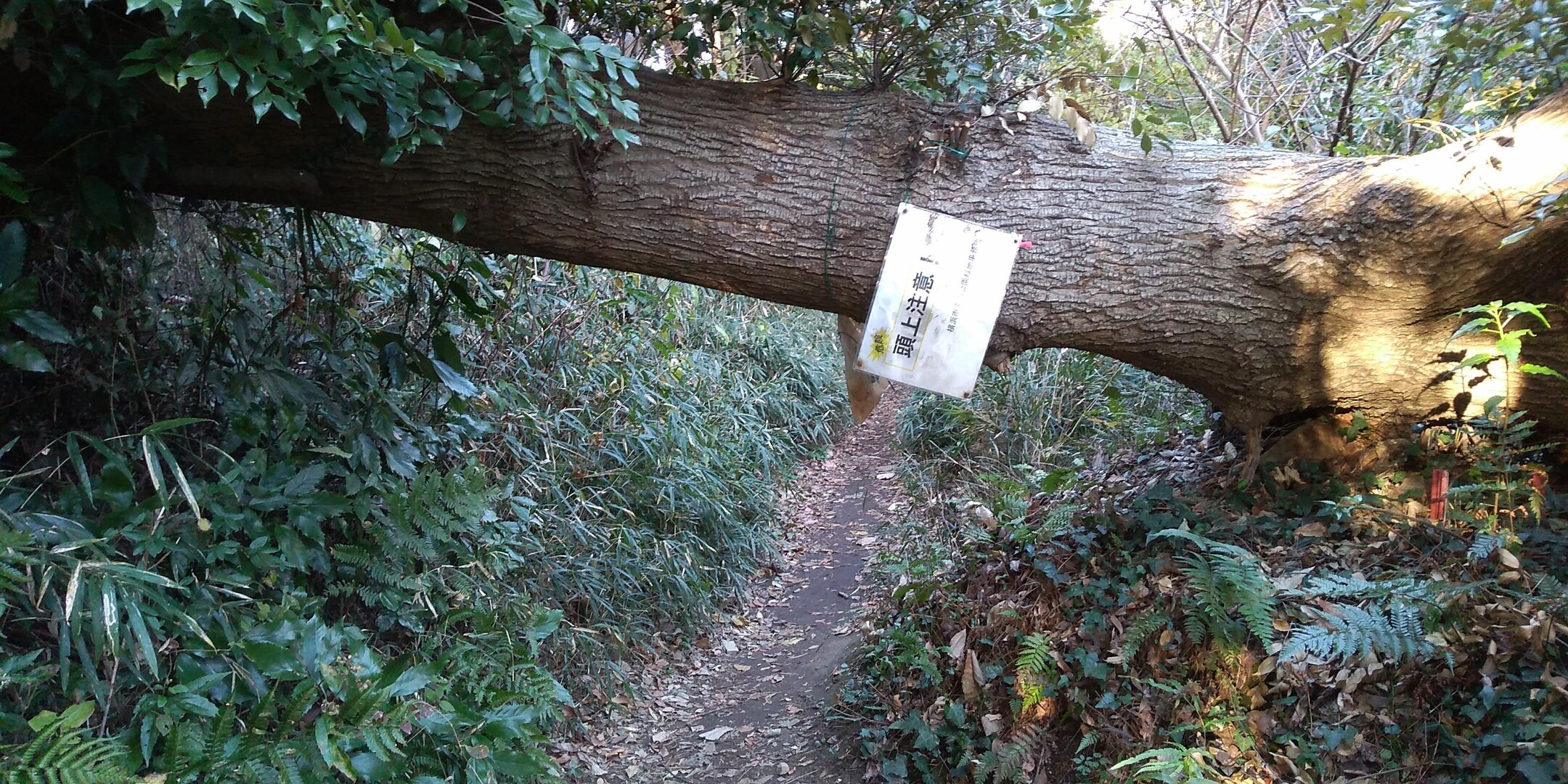 yusuke さんの投稿したフィールドメモ | YAMAP / ヤマップ