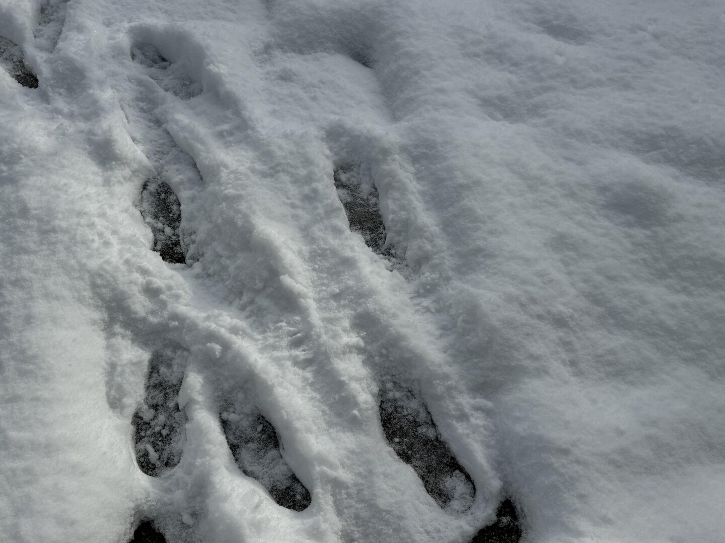 思ったよりも雪は積もってませんでした！ ... / ふかふかさんのモーメント | YAMAP / ヤマップ