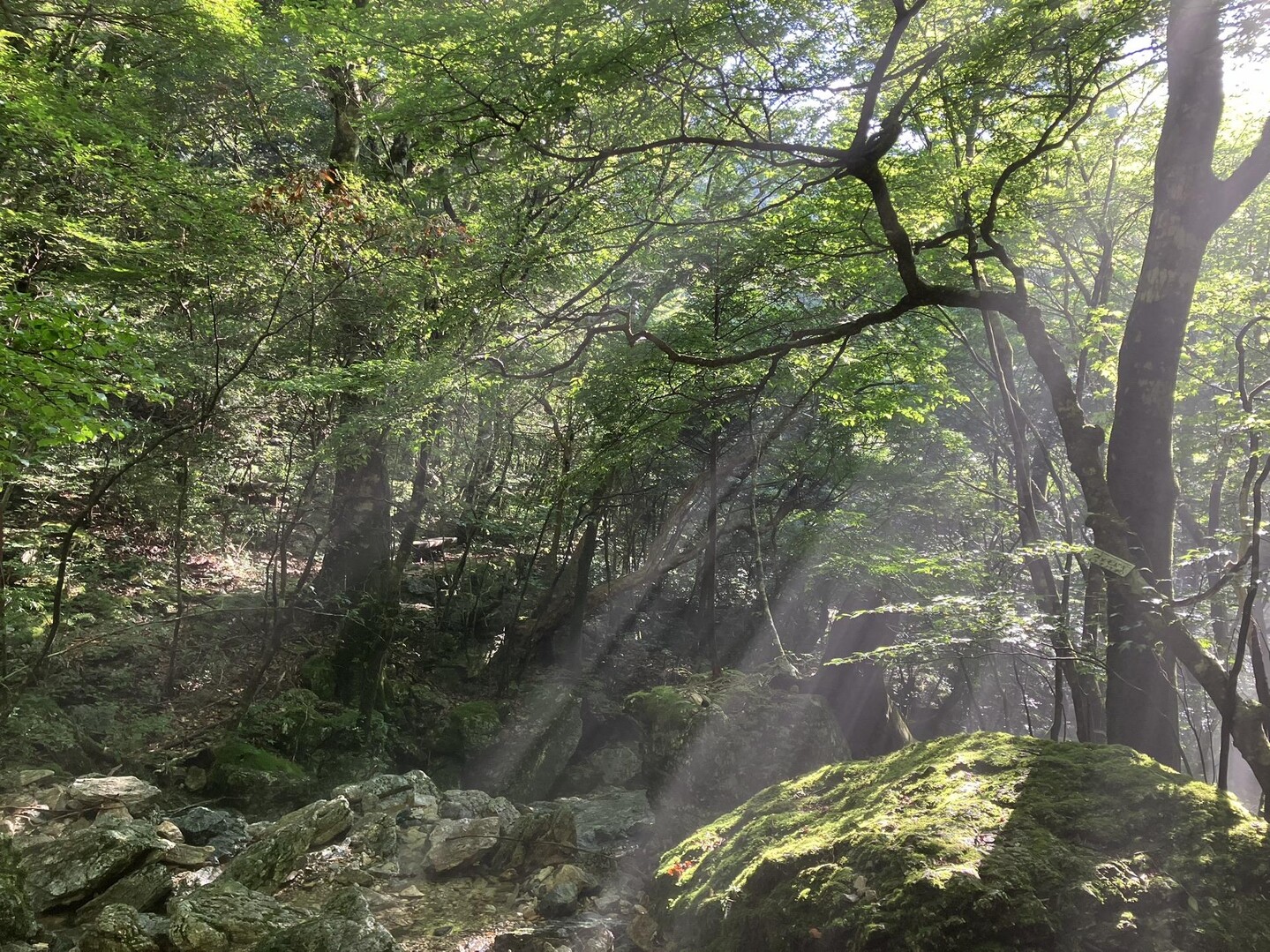 DOMO工石山 / toshi-kさんの工石山の活動データ | YAMAP / ヤマップ