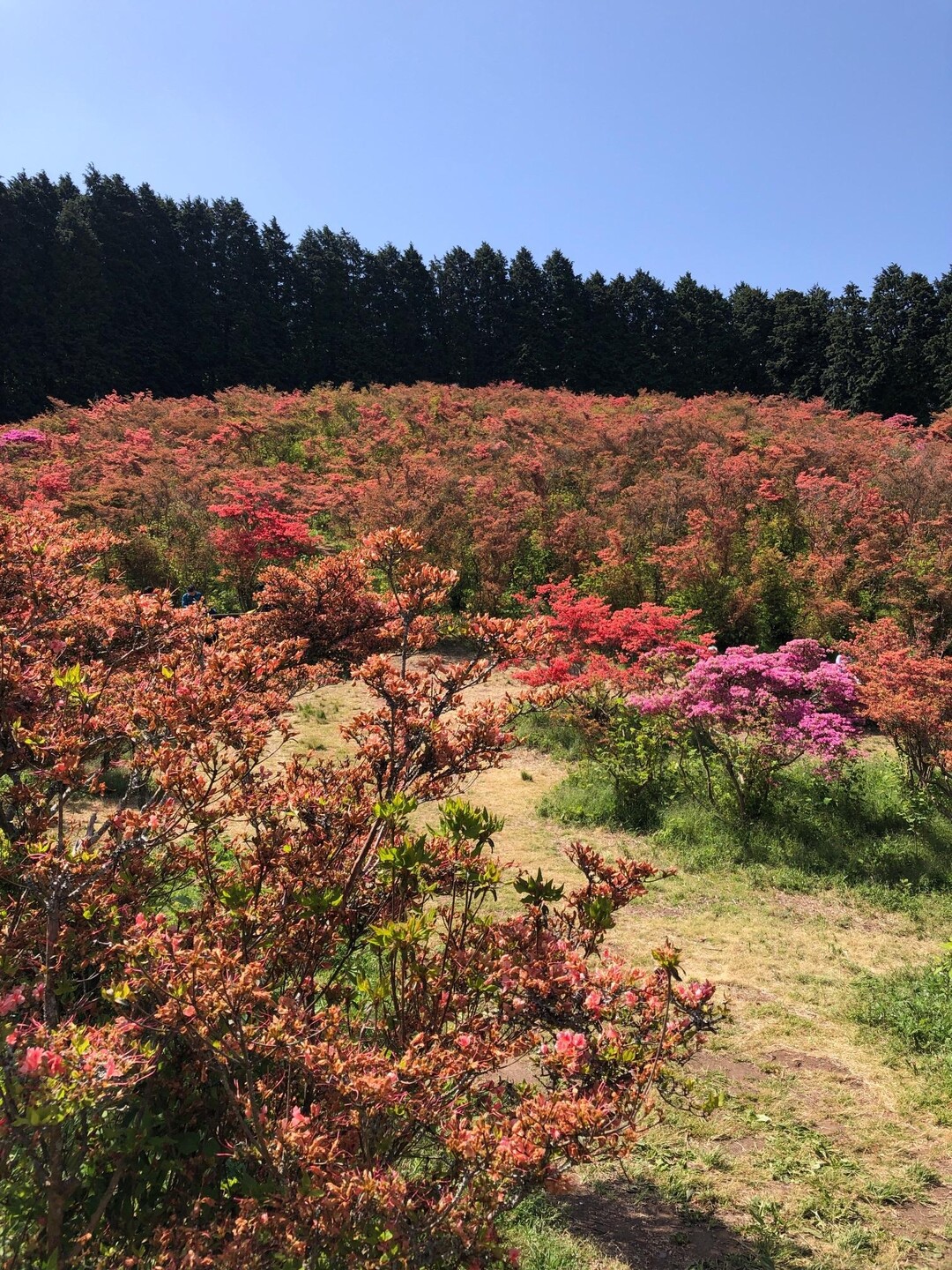 R6-No.1 大和葛城山 / シゲさんsanさんの金剛山・二上山・大和葛城山の活動データ | YAMAP / ヤマップ