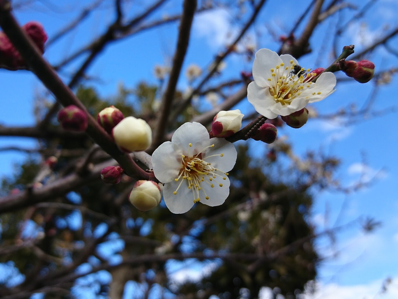 最近、「雪中四友」(せっちゅうしゆう)と... / みゆ🎵さんのモーメント | YAMAP / ヤマップ