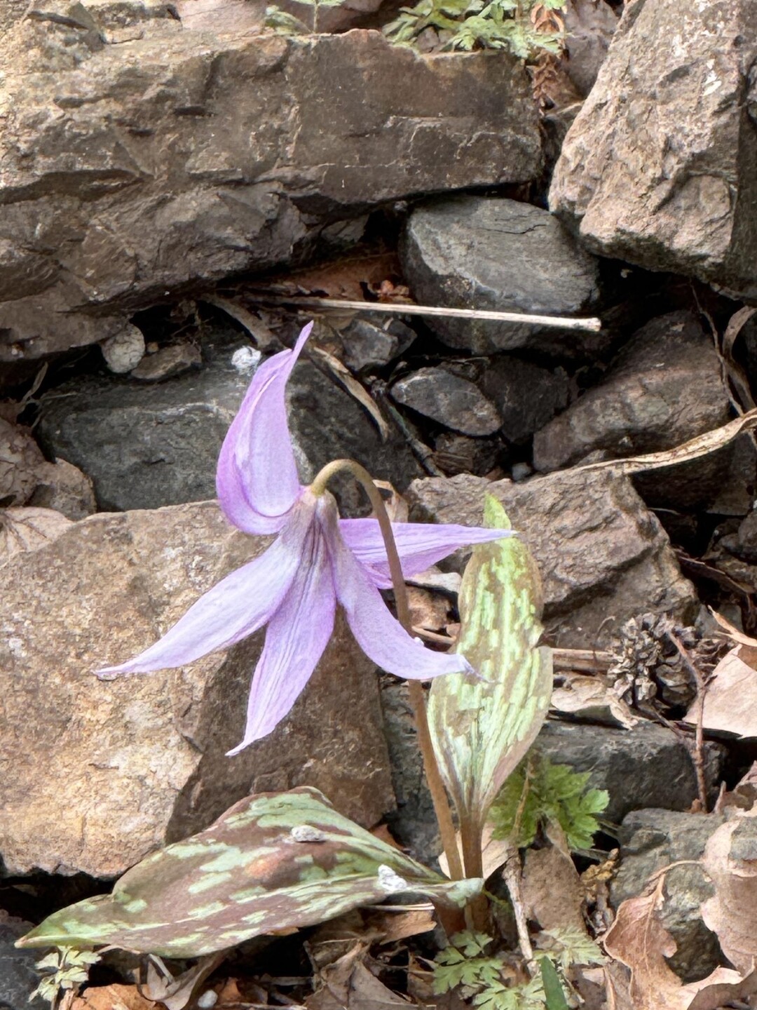 春を見つけに🌸🌼 / chi-zuさんの三毳山の活動データ | YAMAP / ヤマップ