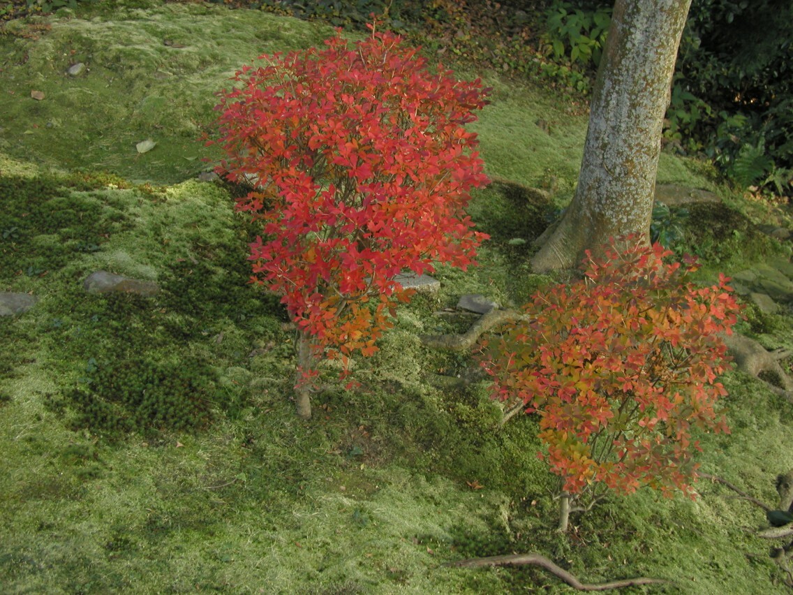 2001年11月中旬～下旬の京都の紅葉... / sensaさんのモーメント | YAMAP / ヤマップ