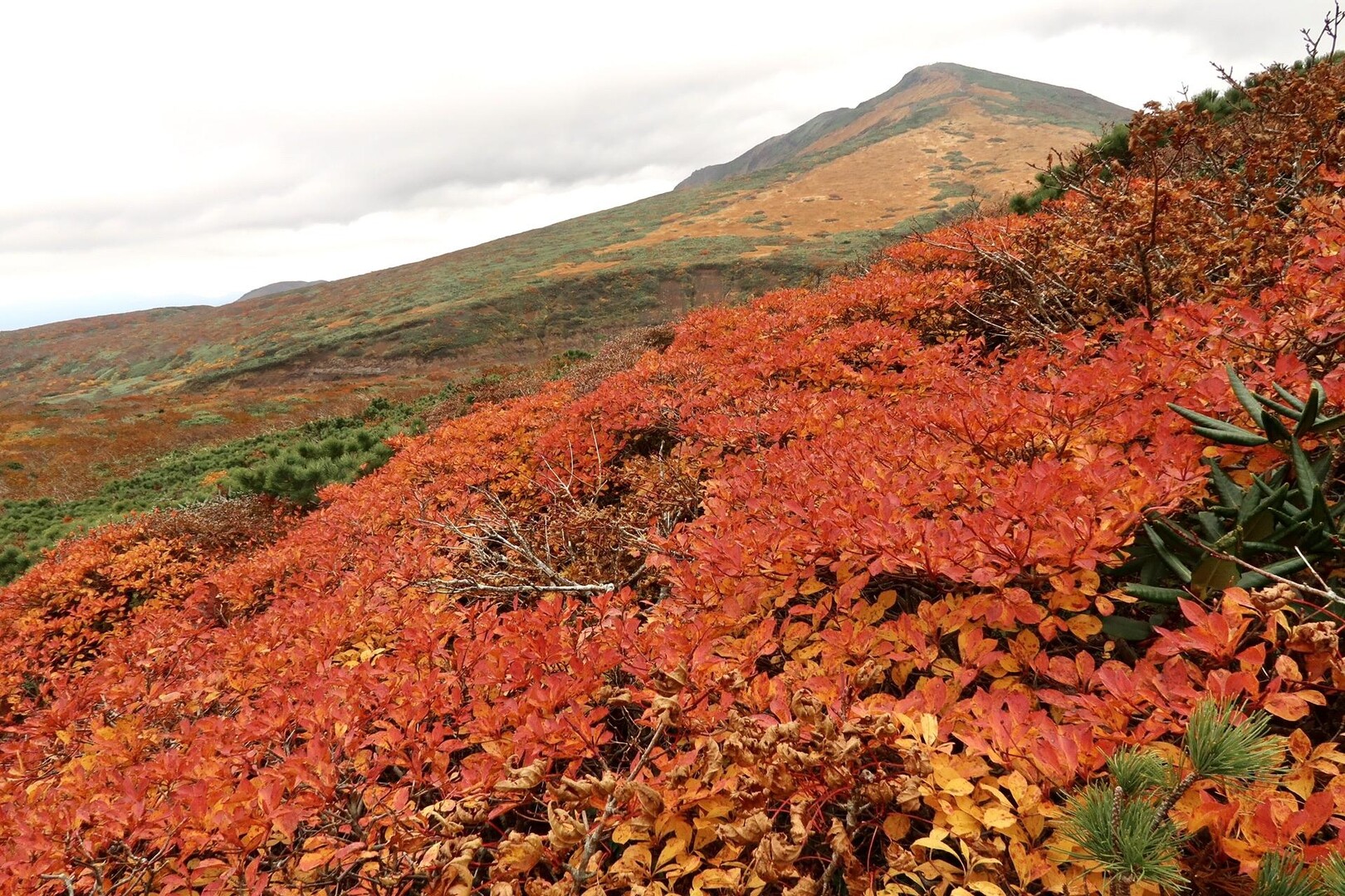 神の絨毯？！栗駒山・東栗駒山🍁 / heeさんの栗駒山（須川岳）・秣岳・虚空蔵山の活動データ | YAMAP / ヤマップ