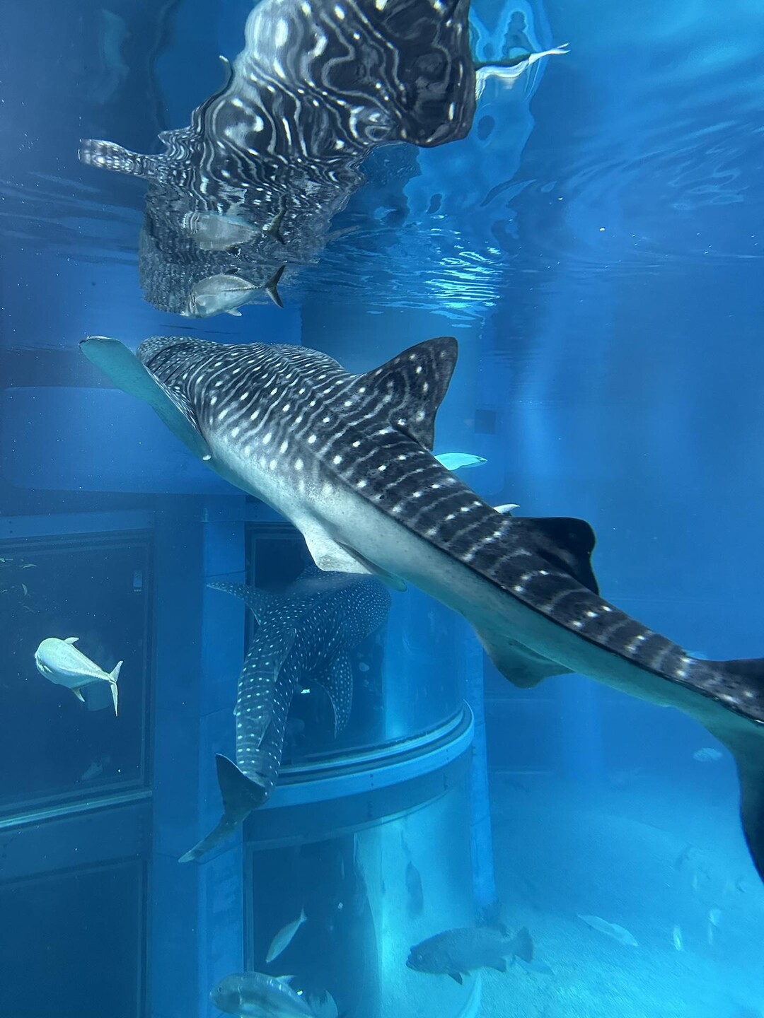 天保山ついでに海遊館 / shuyaさんの天保山の活動データ | YAMAP / ヤマップ