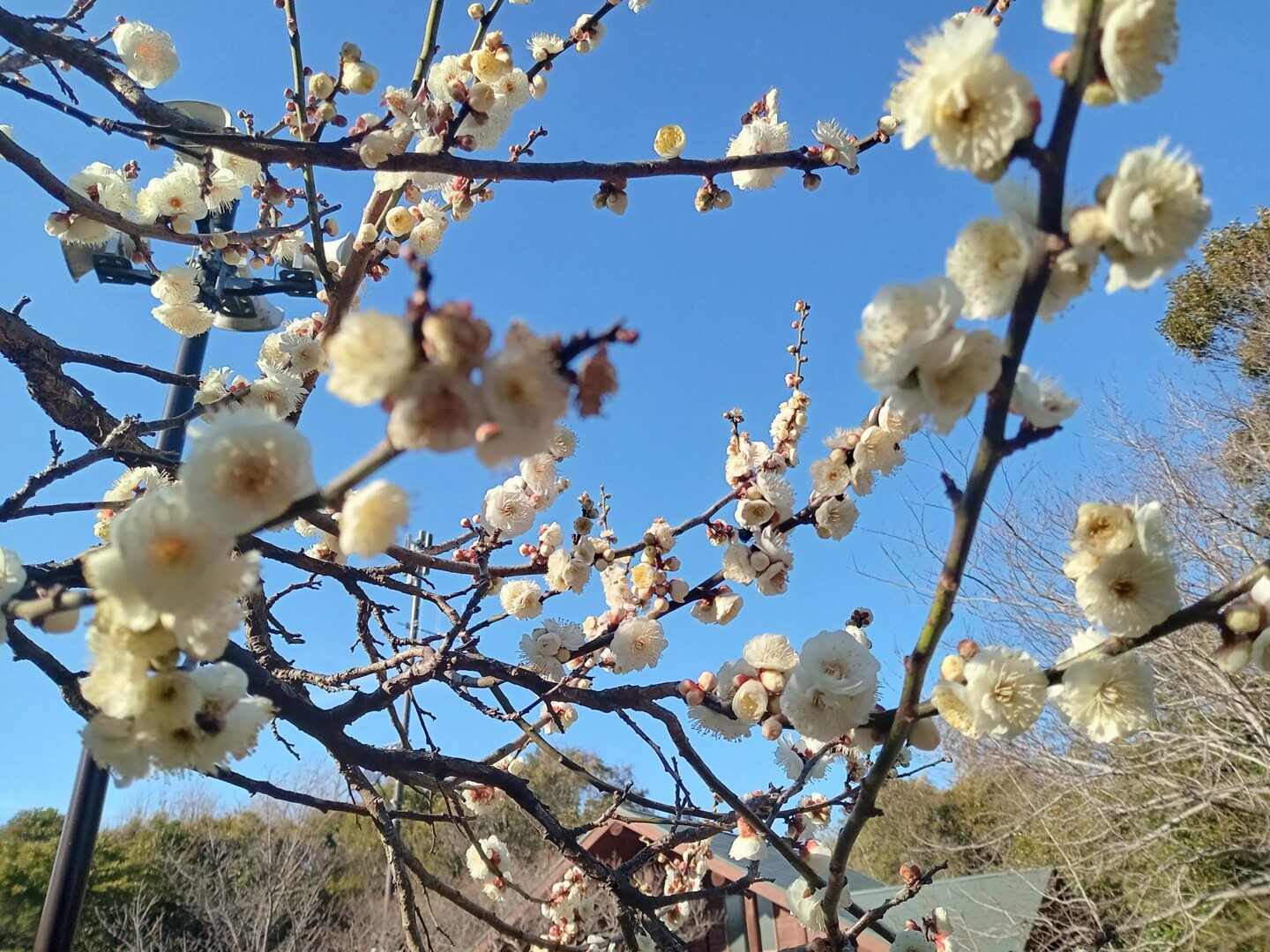 葛西臨海公園の水仙 祭りへ訪問、白、紅、... / masasan🏃東京🗼仕事も遊びも本気です👣さんのモーメント | YAMAP / ヤマップ