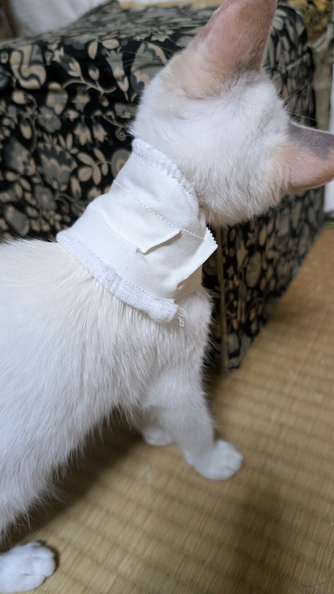 自宅療養中の〝蓮〟 真っ白な体に血が付... / by hideさんのモーメント | YAMAP / ヤマップ