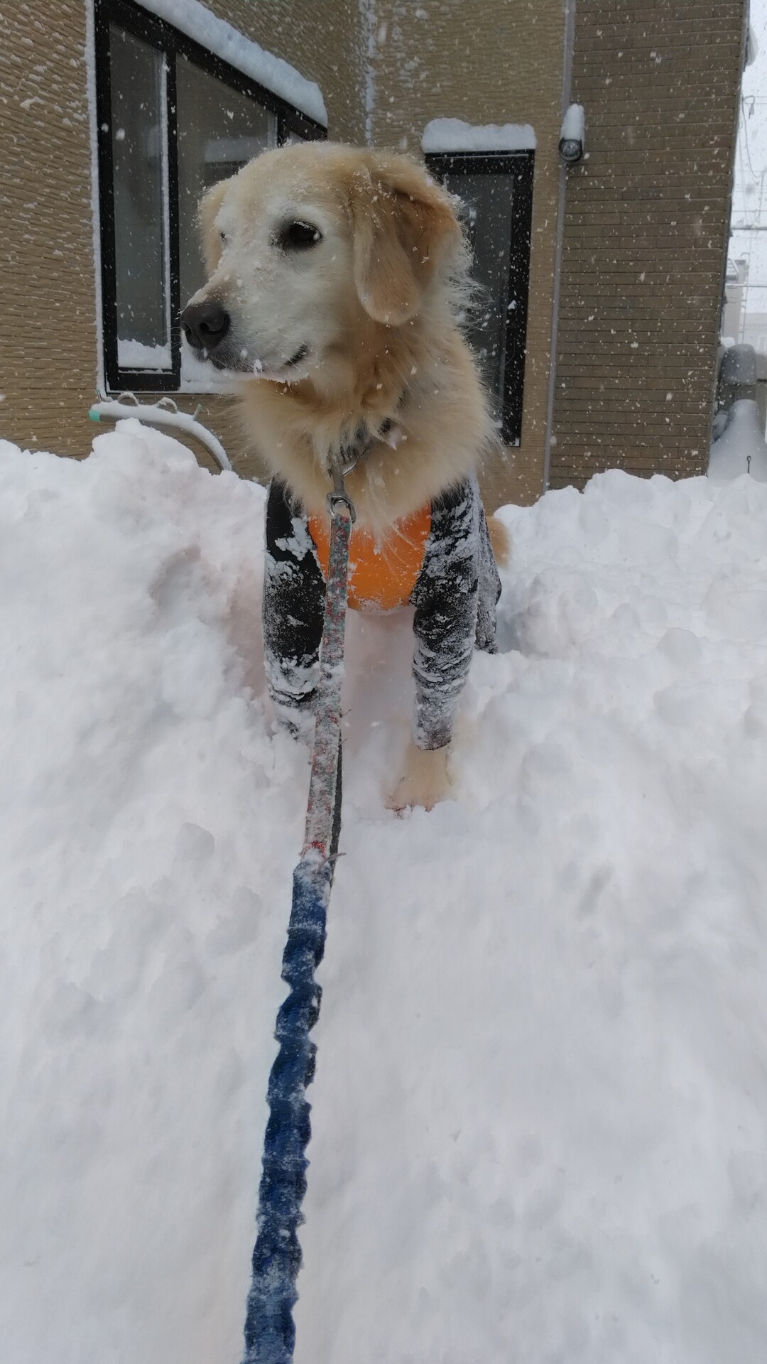 このところの、降雪で、朝まず雪かき。そ... / ピパイロ2さんのモーメント | YAMAP / ヤマップ