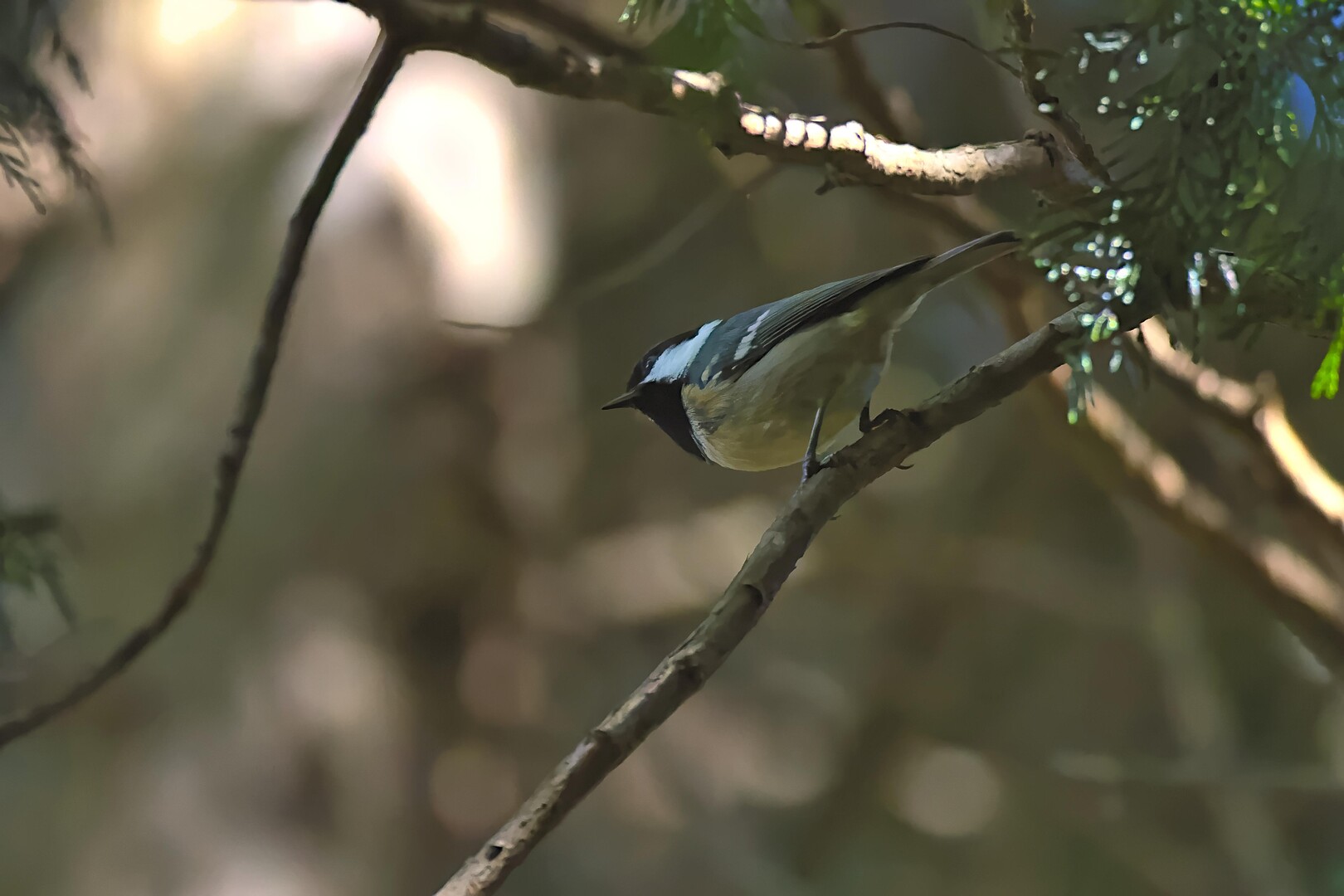 秋涼の屏風山⛰️寿老の滝から歩いてみる / estudioさんの屏風山の活動データ | YAMAP / ヤマップ