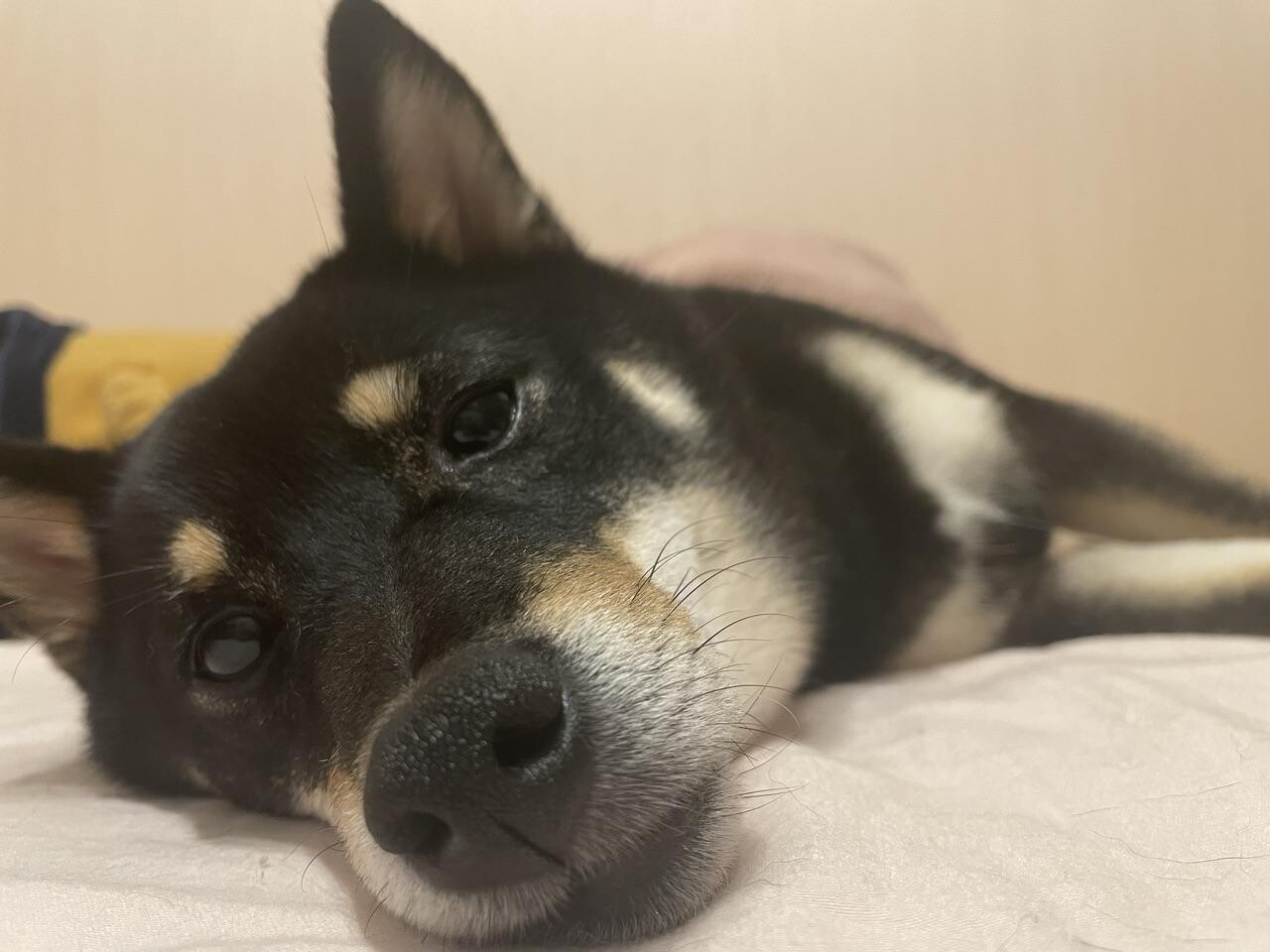 chi.shiのページ | YAMAP / ヤマップ