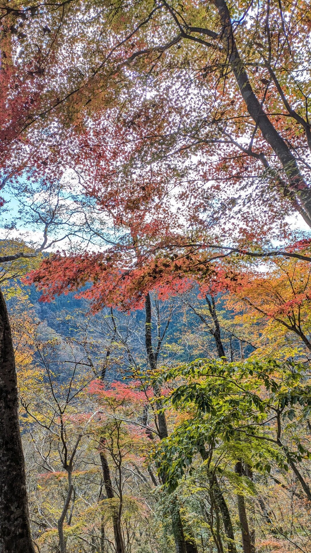 小熊沢ノ頭・笹小屋ノ頭 / ko usさんの三国山・大洞山・不老山の活動データ | YAMAP / ヤマップ