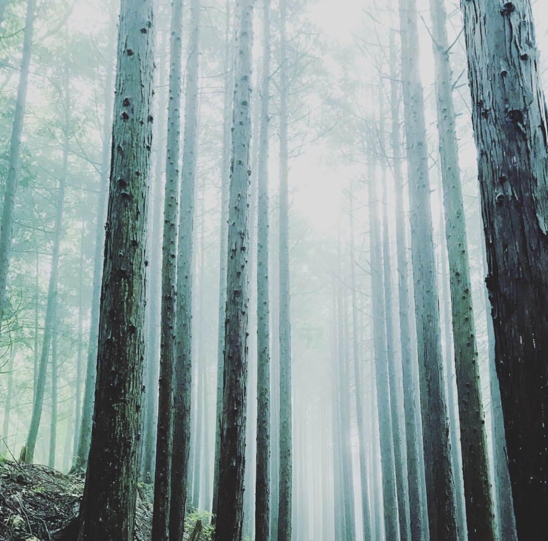 過去分 2017.07.30 浅間嶺 雨... / Yoshimi🌳さんのモーメント | YAMAP / ヤマップ