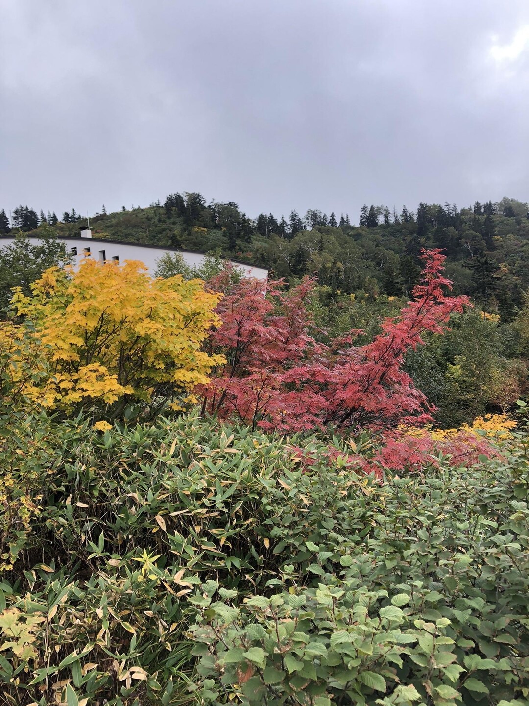 弥陀ヶ原🚌室堂平山歩🚠黒部ダム / kyoroさんの立山・雄山・浄土山の活動データ | YAMAP / ヤマップ