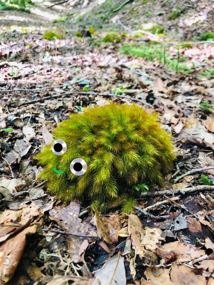 大栗山・月ヶ平・夏焼城ヶ山 / EIさんの天狗棚・1200高地（天狗ノ奥山）・碁盤石山の活動日記 | YAMAP / ヤマップ