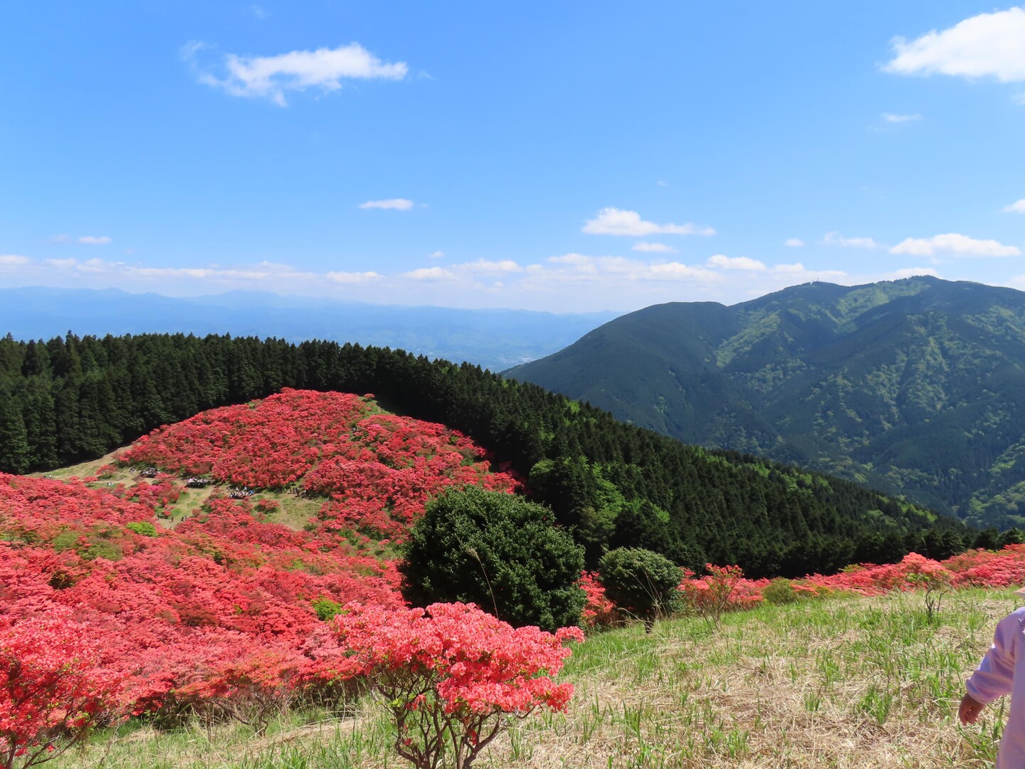 【大和葛城山】一目百万本 満開のツツジ登山 / tu-sanさんの金剛山・二上山・大和葛城山の活動データ | YAMAP / ヤマップ