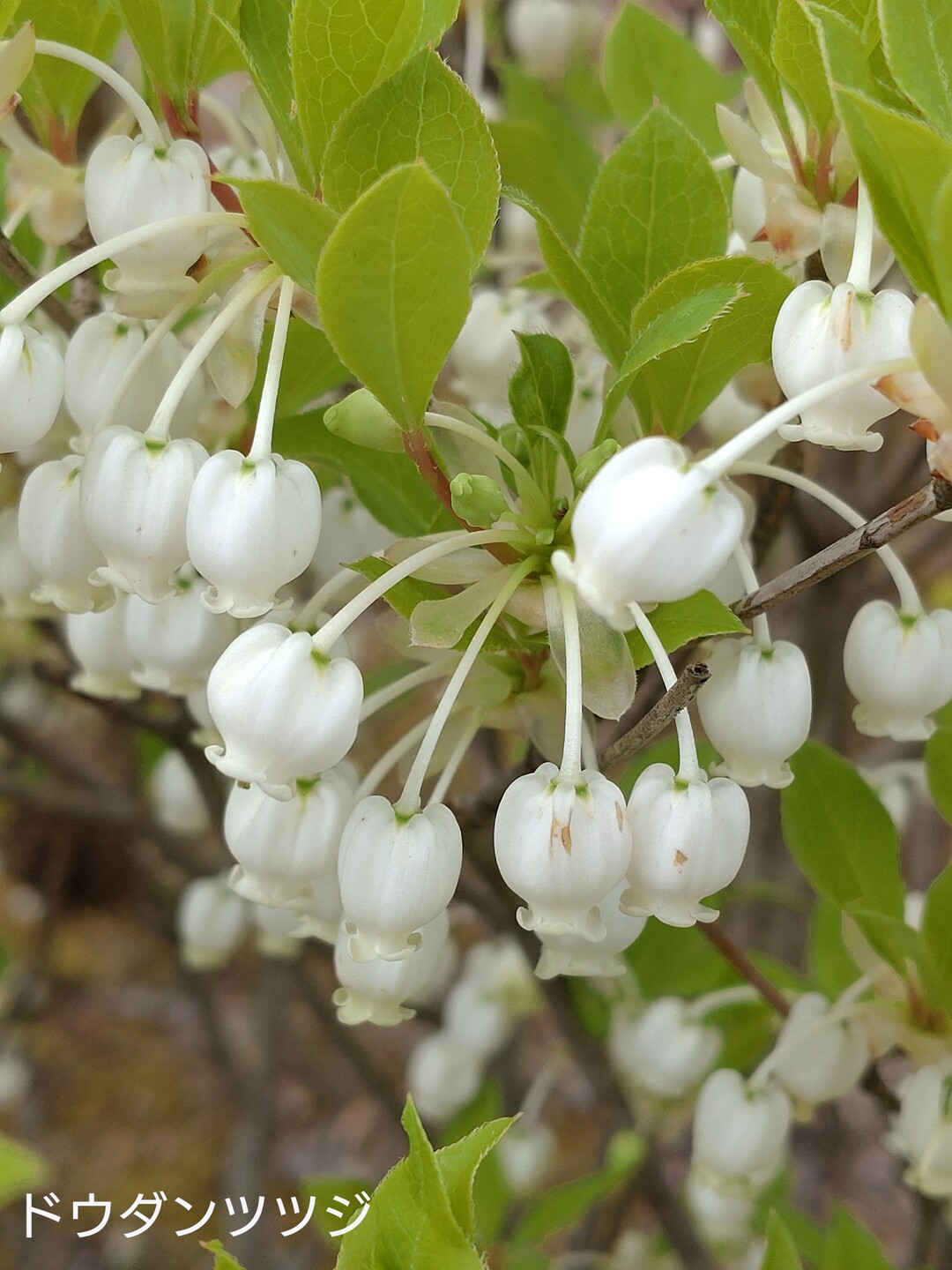 和らぎの桜並木道から丹波七福神巡りの🚶... / kazuさんのモーメント | YAMAP / ヤマップ